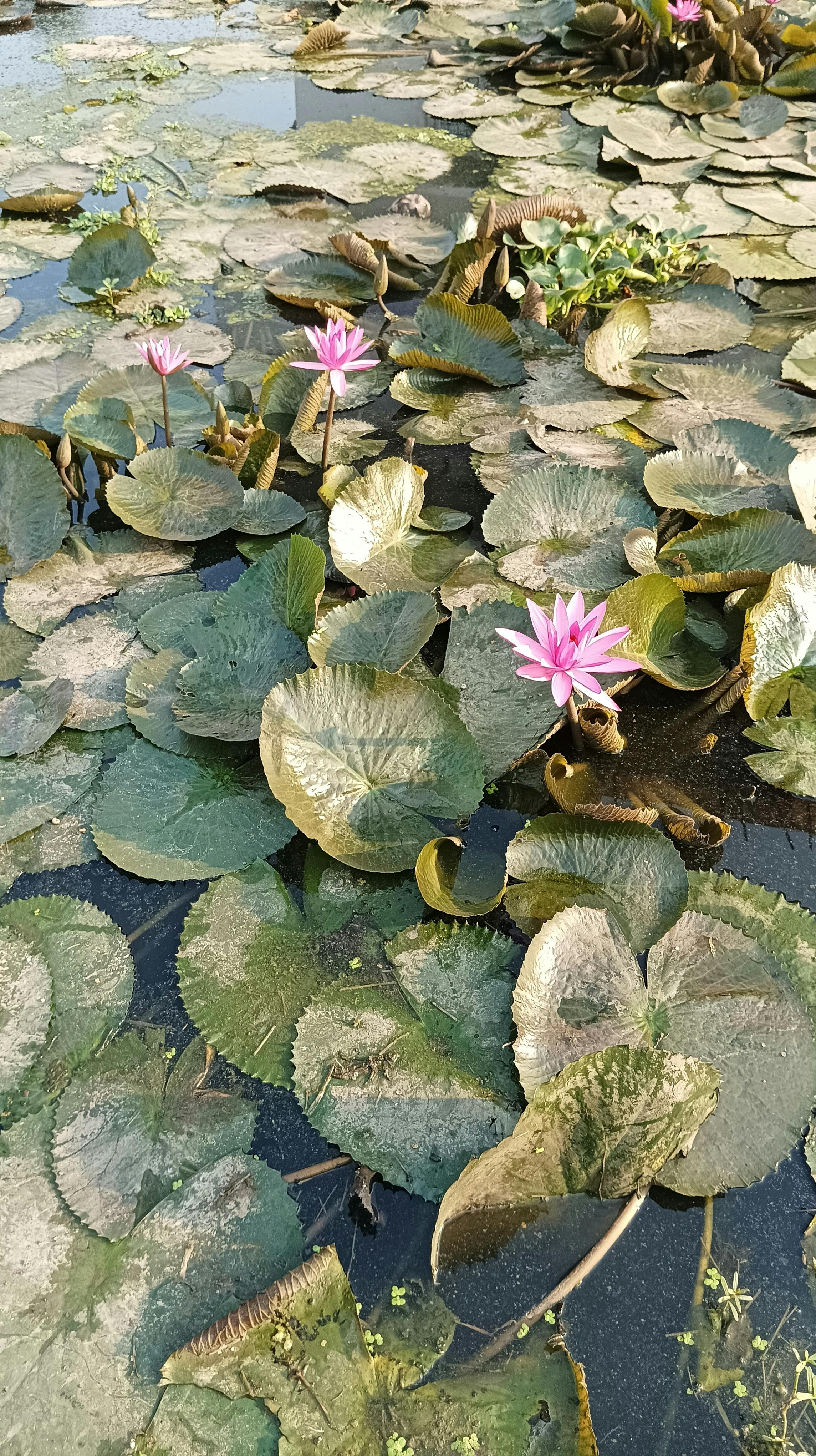 Pankaj Yadav - Fotografía