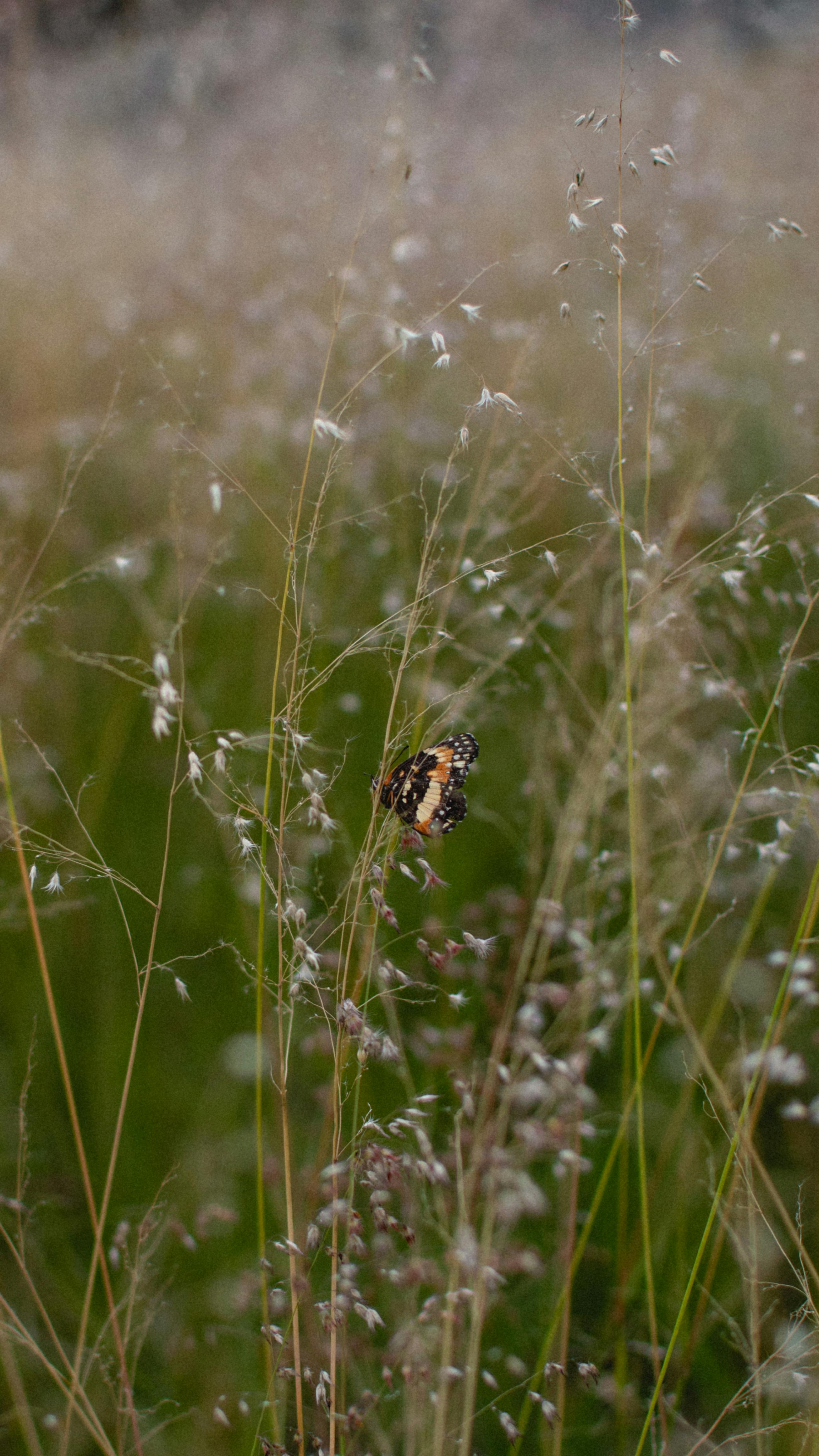 Wildlife Posters Photos, Download The BEST Free Wildlife Posters Stock ...