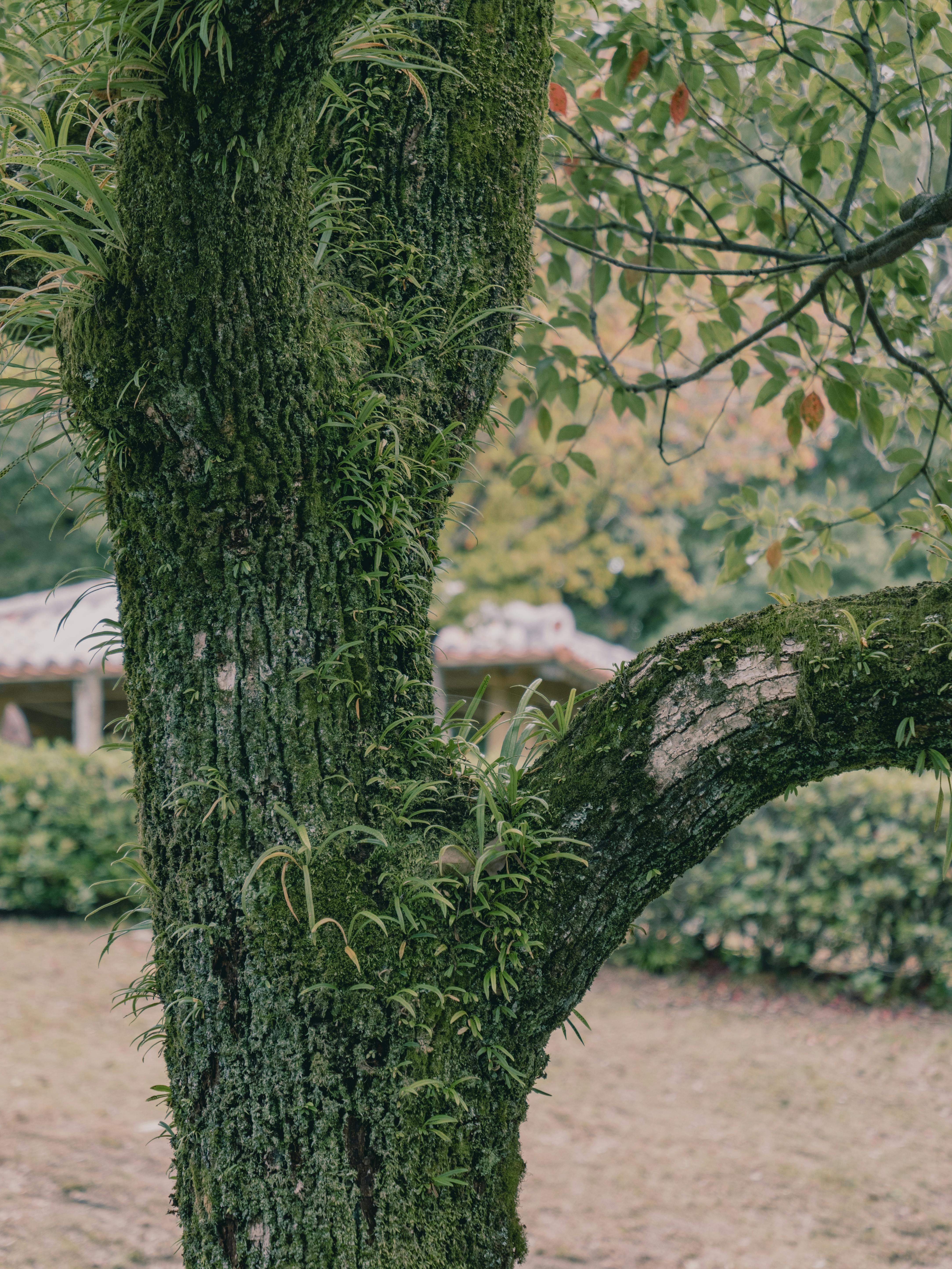 Green Plants on Tree · Free Stock Photo