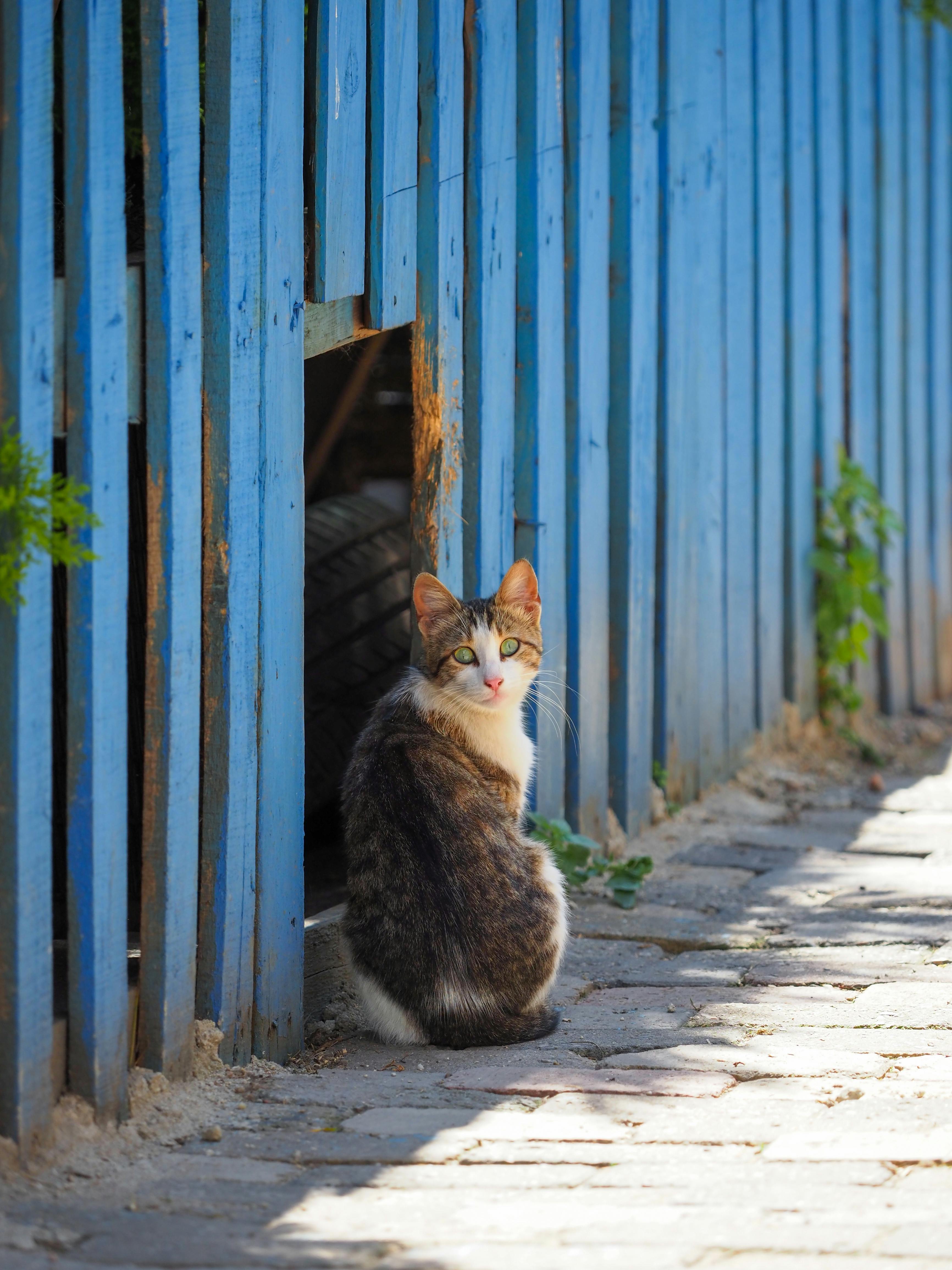 Tom Cat Photos, Download The BEST Free Tom Cat Stock Photos & HD Images