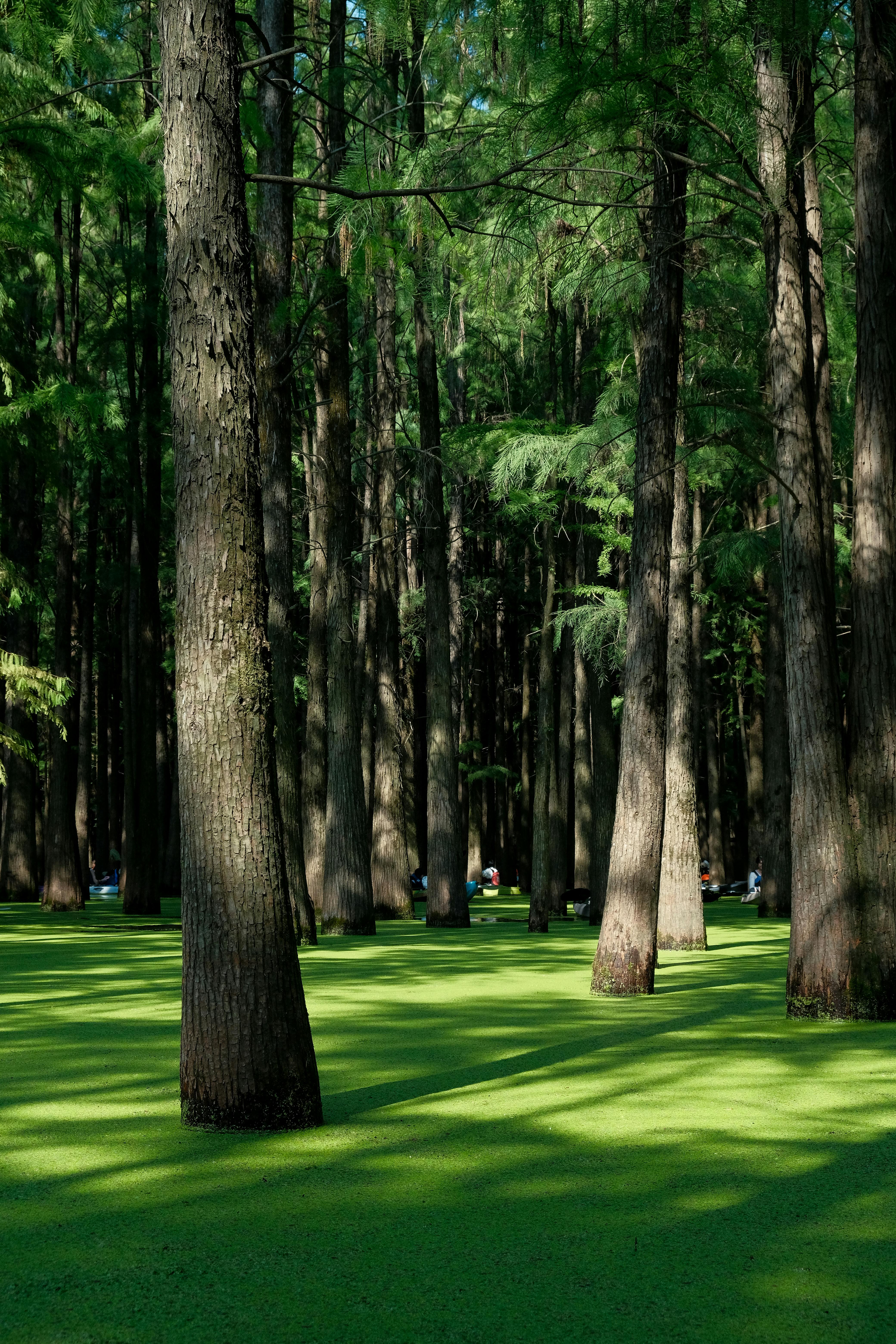 Pathway in Between Trees · Free Stock Photo