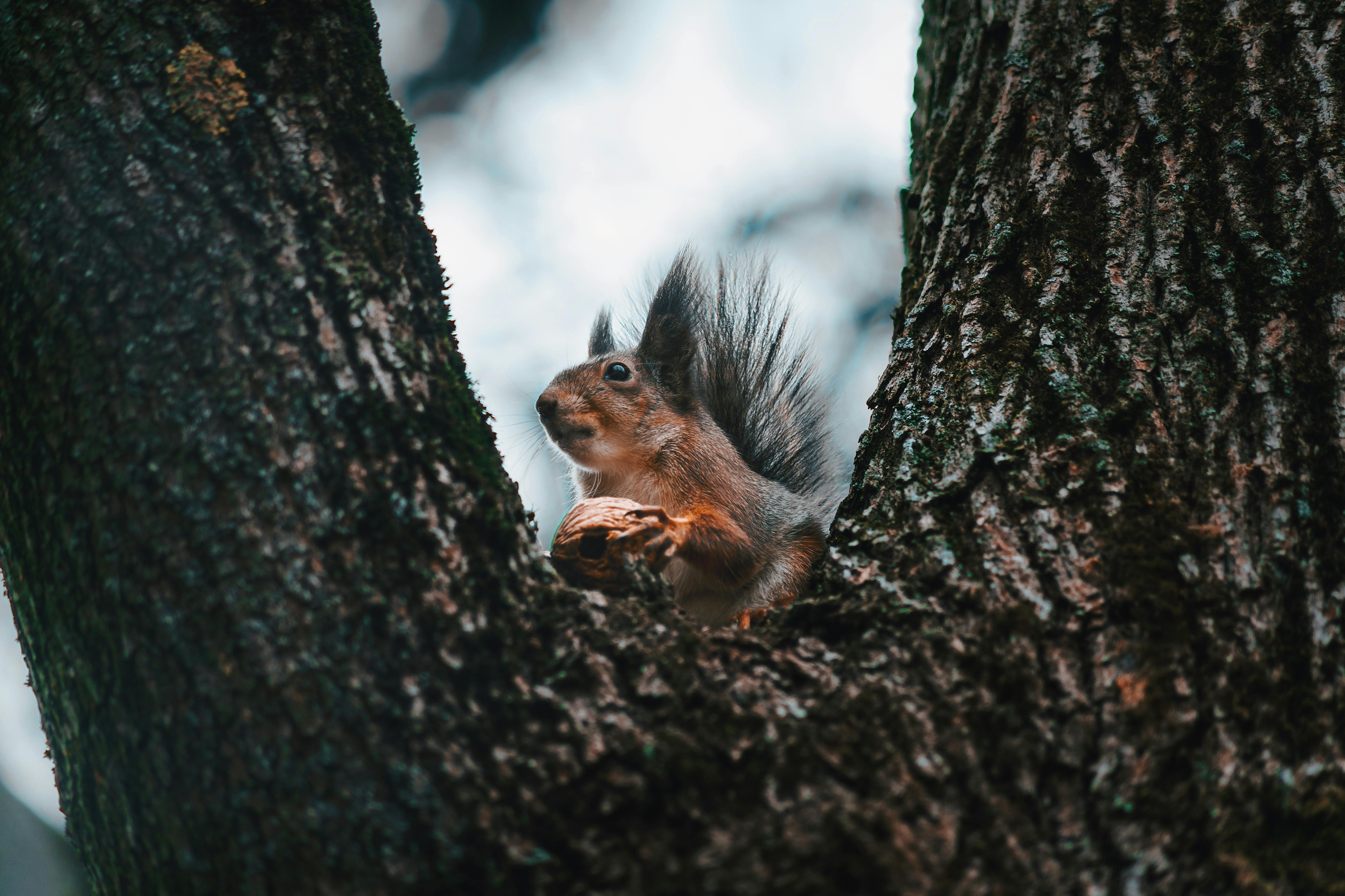 Squirrel on a Tree · Free Stock Photo