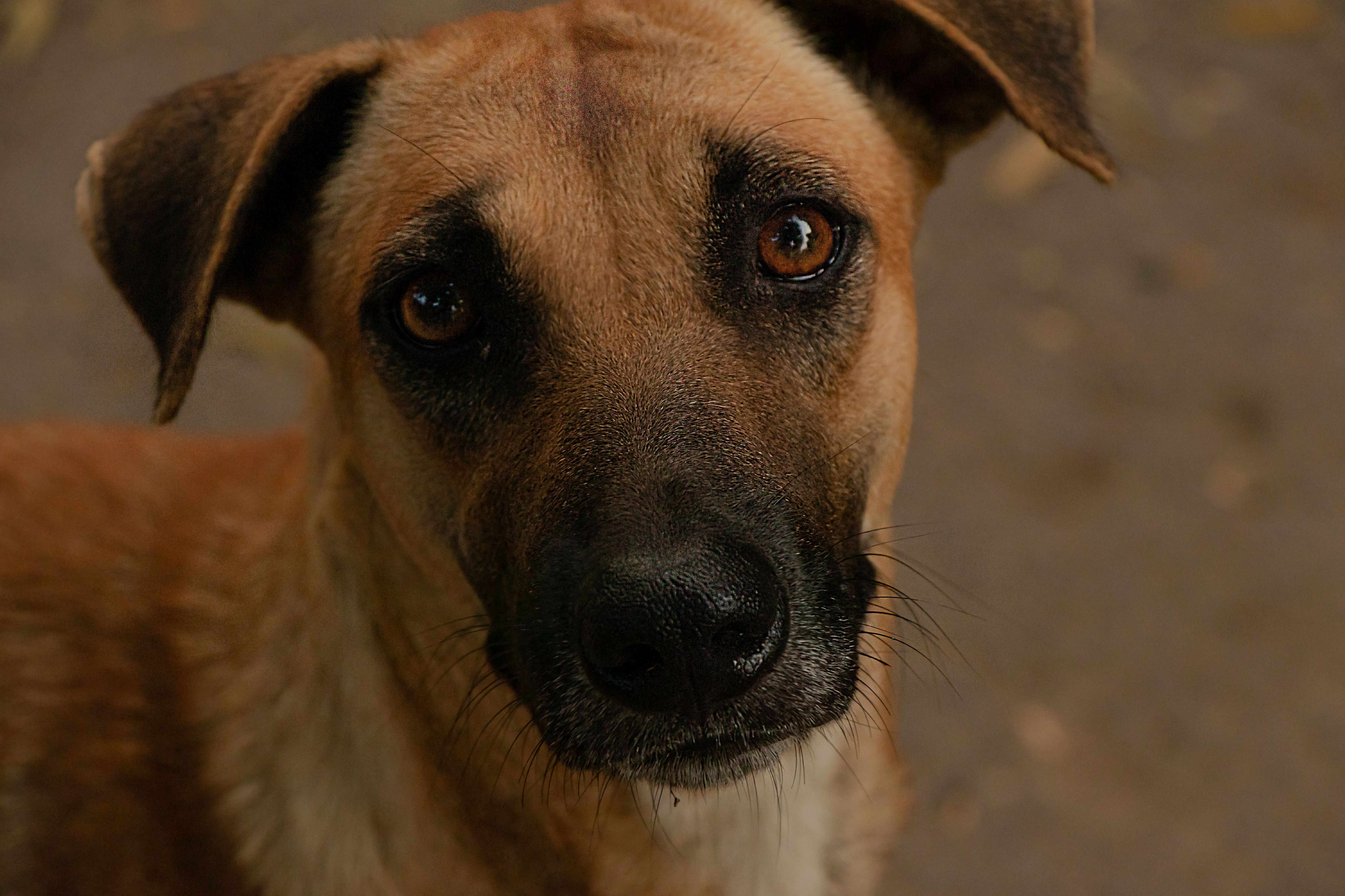 Close-up of the Dog Face · Free Stock Photo