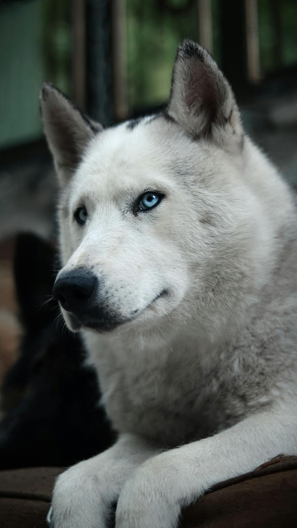 Husky Wallpaper Photos, Download The BEST Free Husky Wallpaper Stock ...