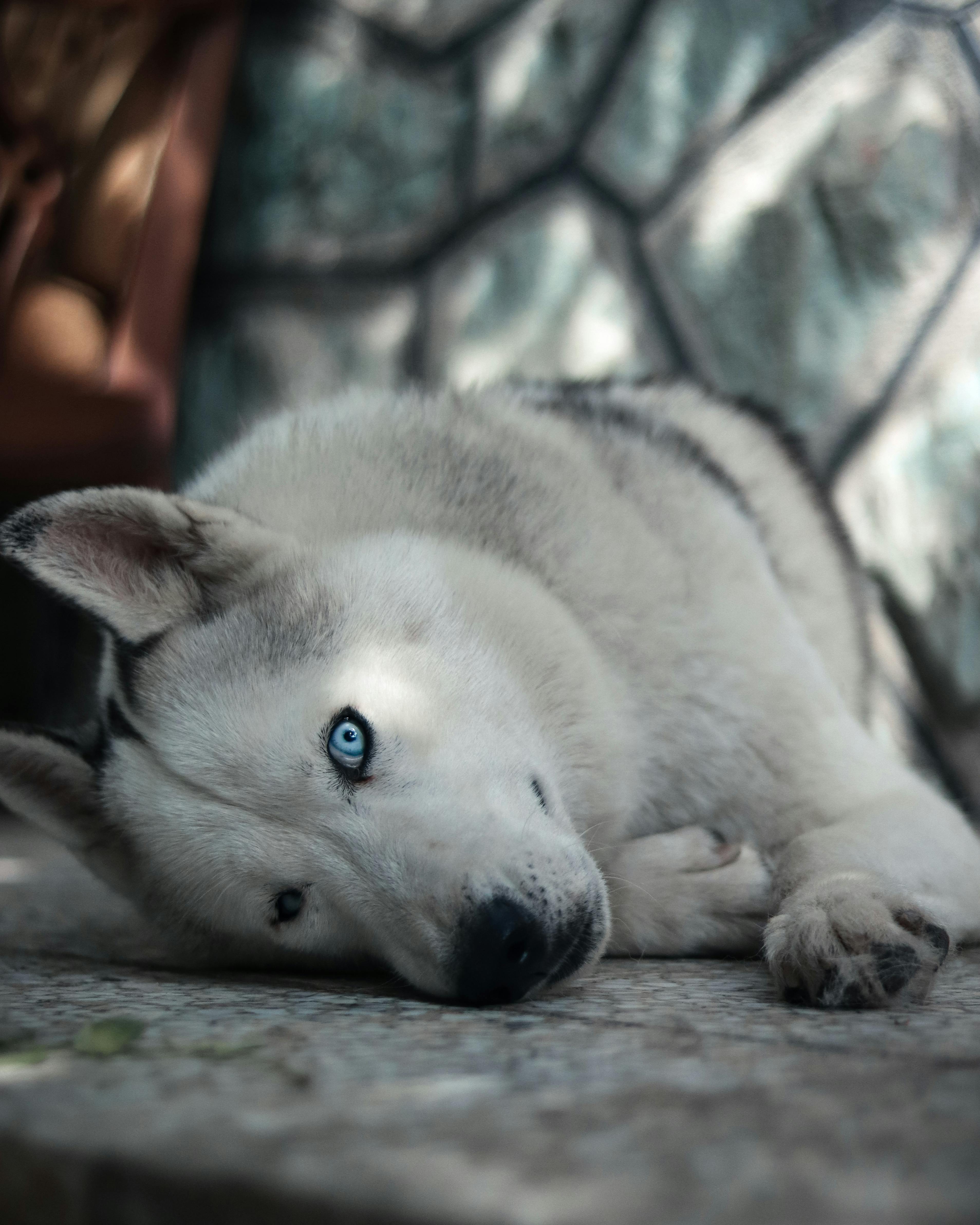 Tired Husky Lying in Shadow · Free Stock Photo
