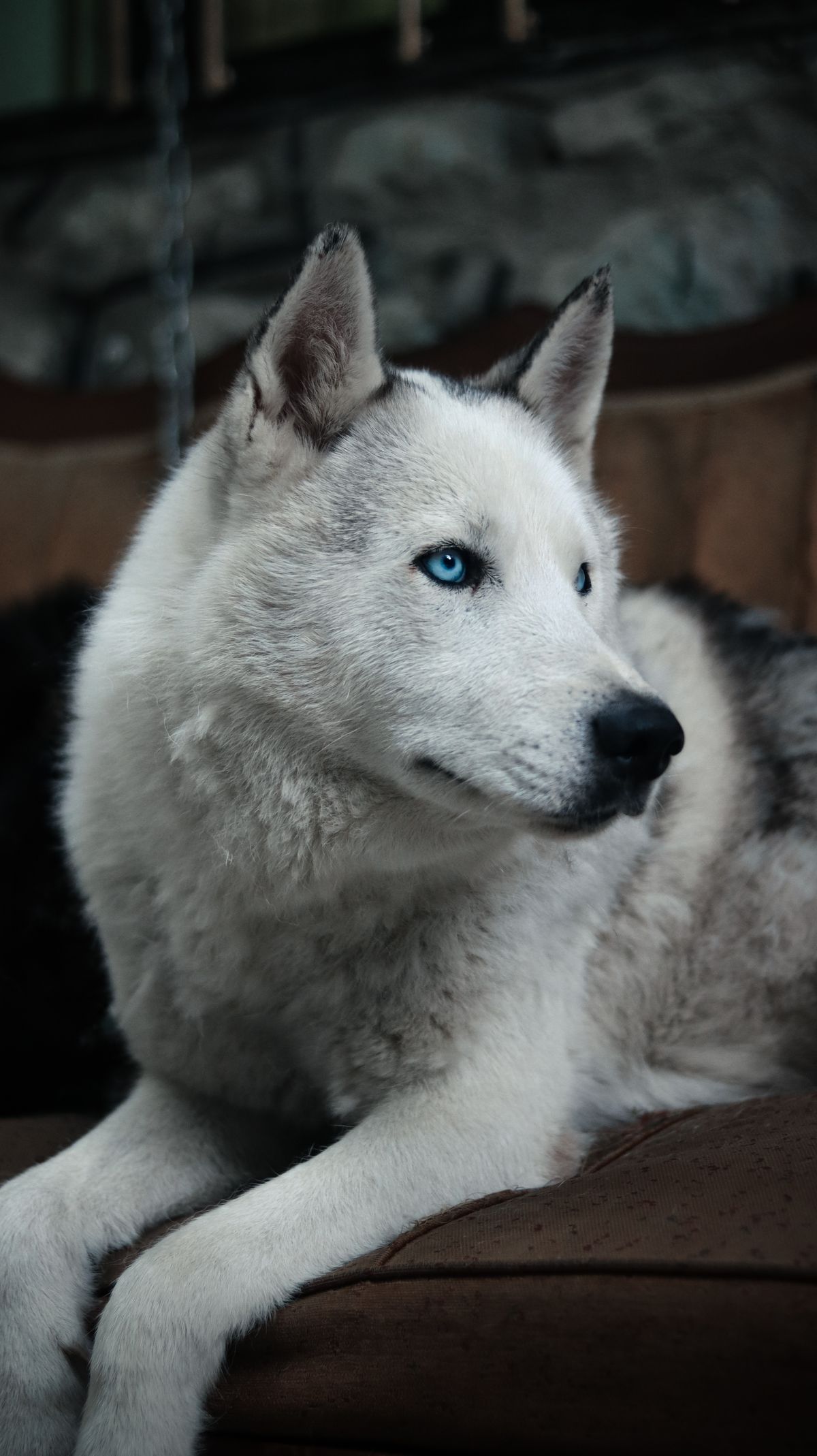 60.000+ Foto Wallpaper Anjing Terbaik · Unduh Gratis 100% · Foto Stok ...