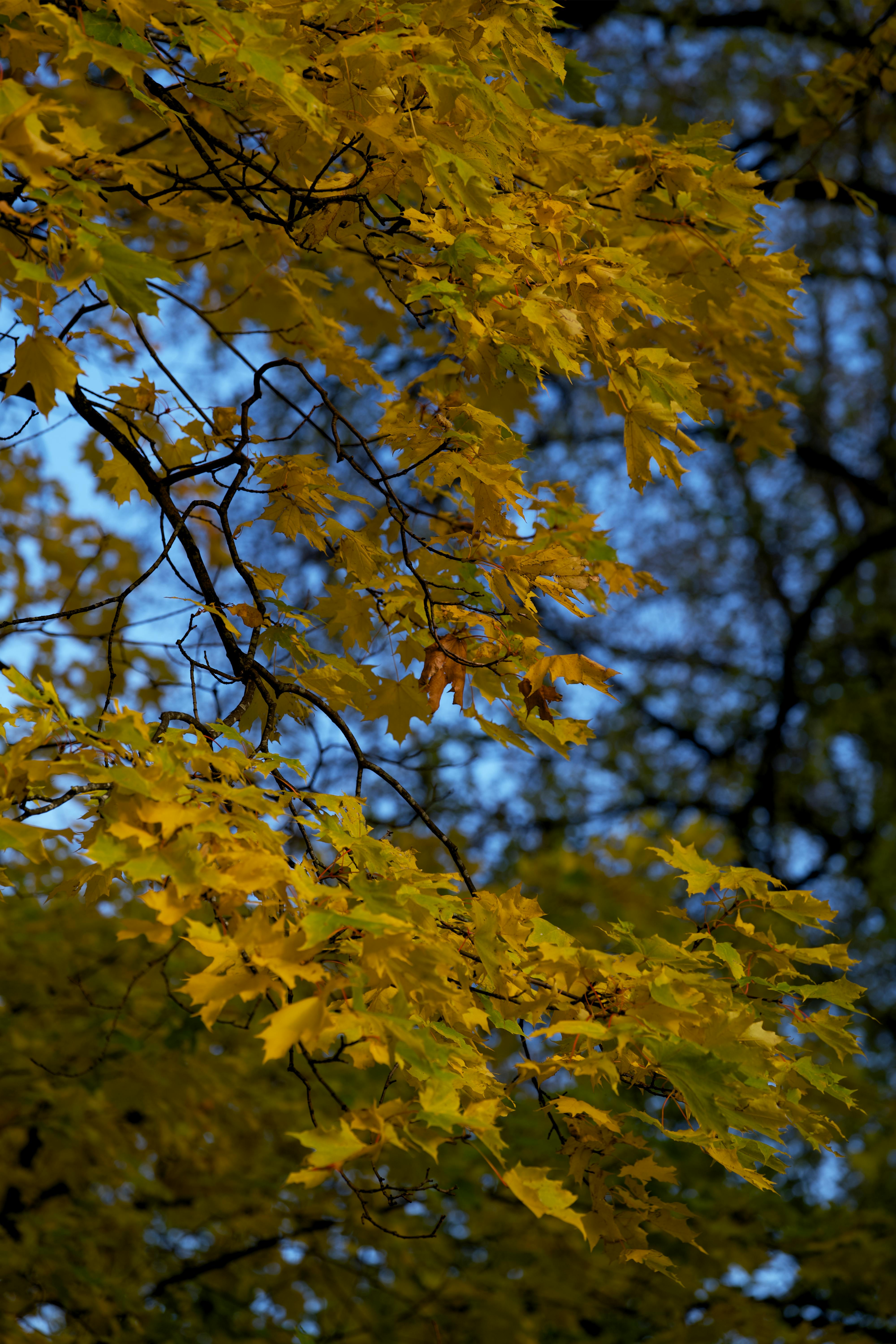 Fall Tree Photos, Download The BEST Free Fall Tree Stock Photos & HD Images