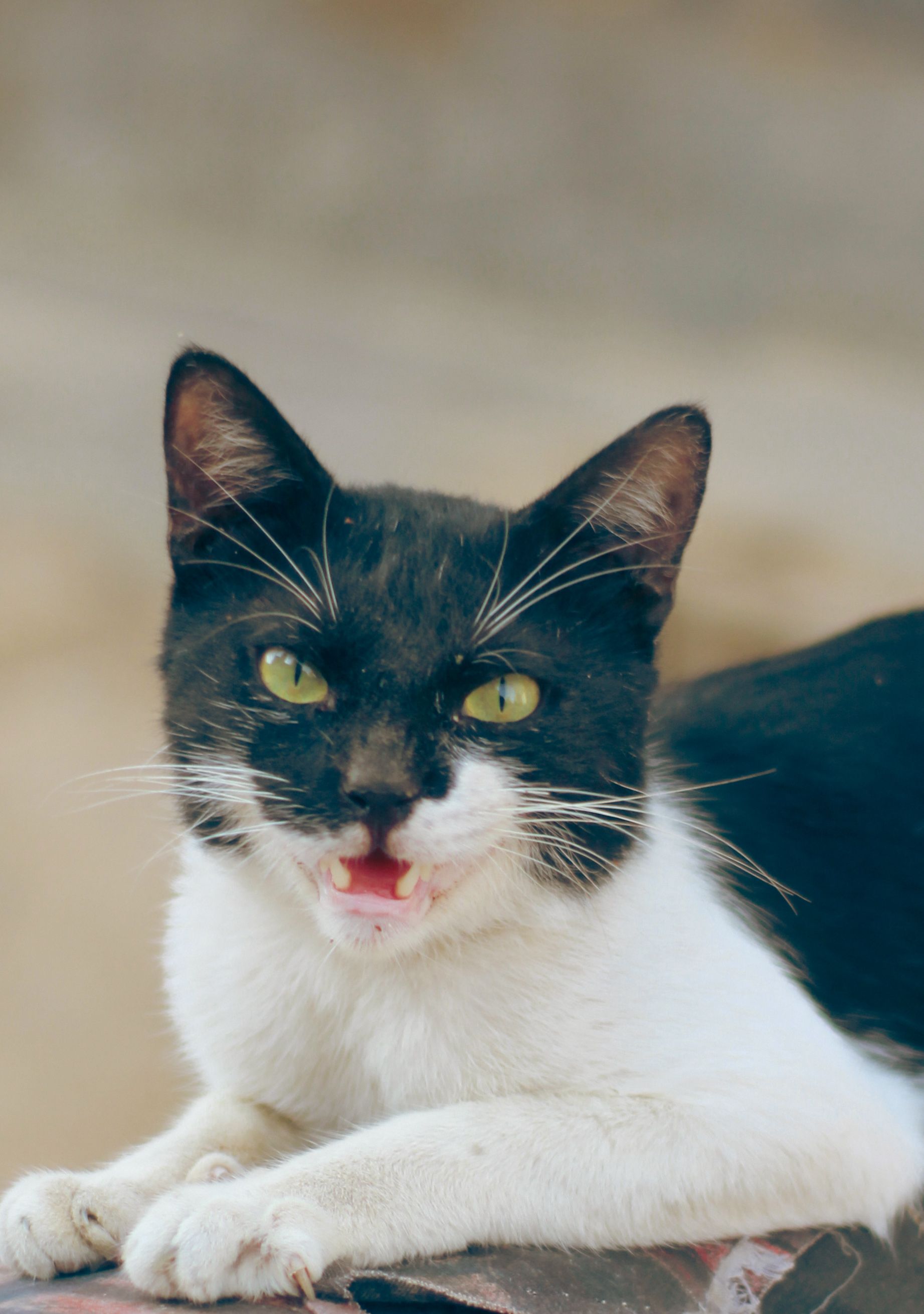 A Meowing Cat · Free Stock Photo