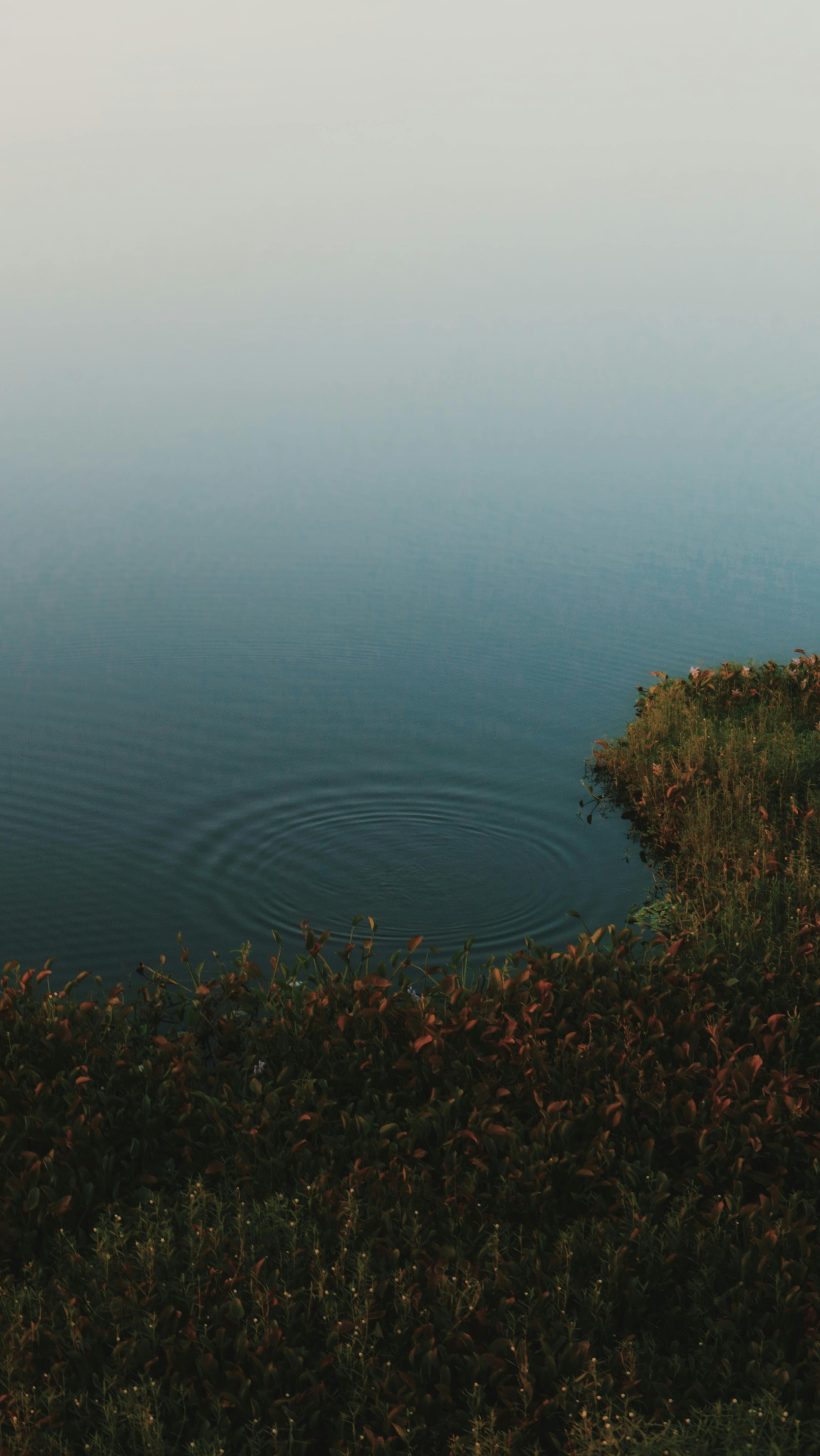 Round Ripples in the Water of the Lake by the Shore · Free Stock Photo