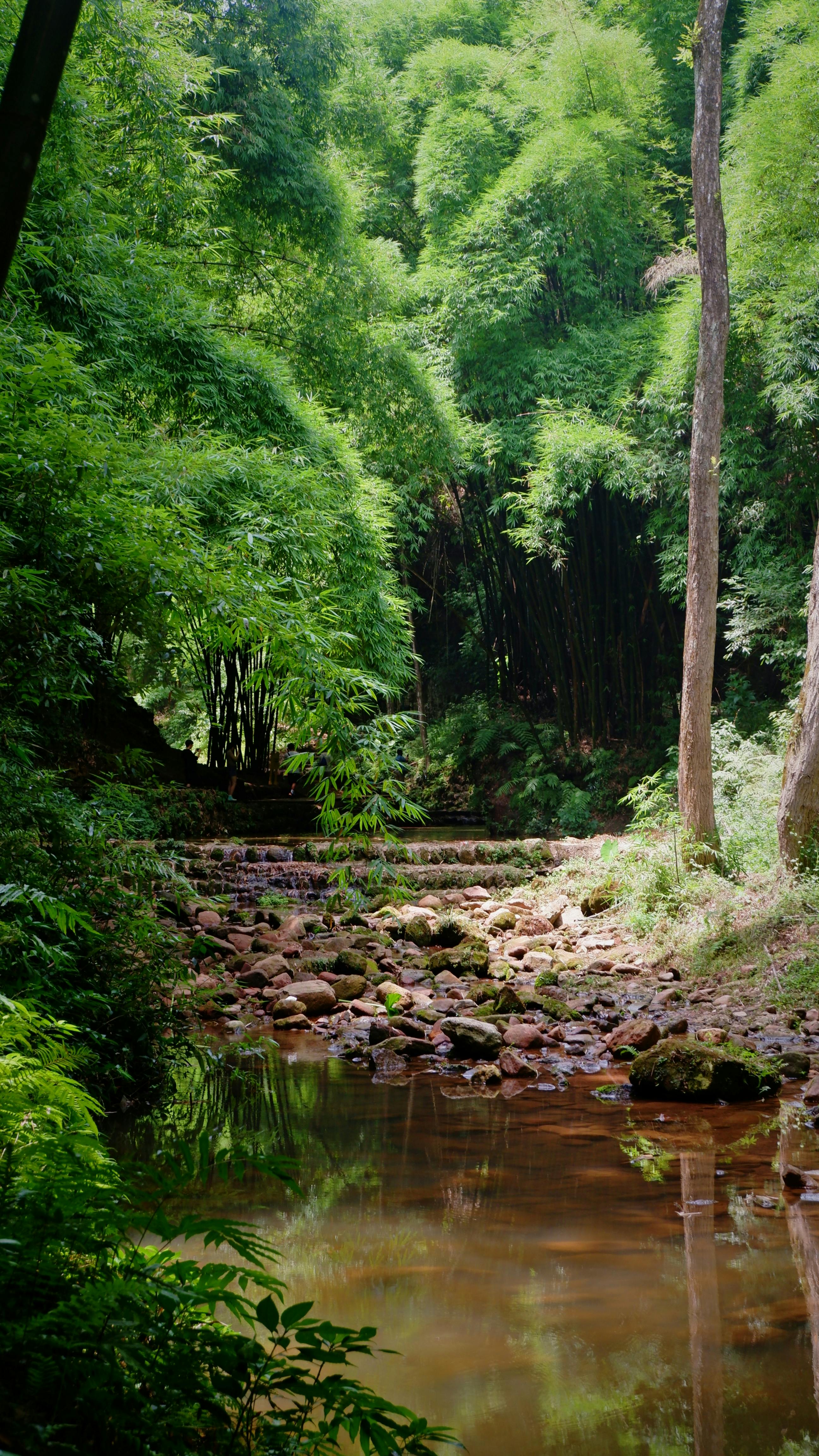 Trees and Stream in Park · Free Stock Photo