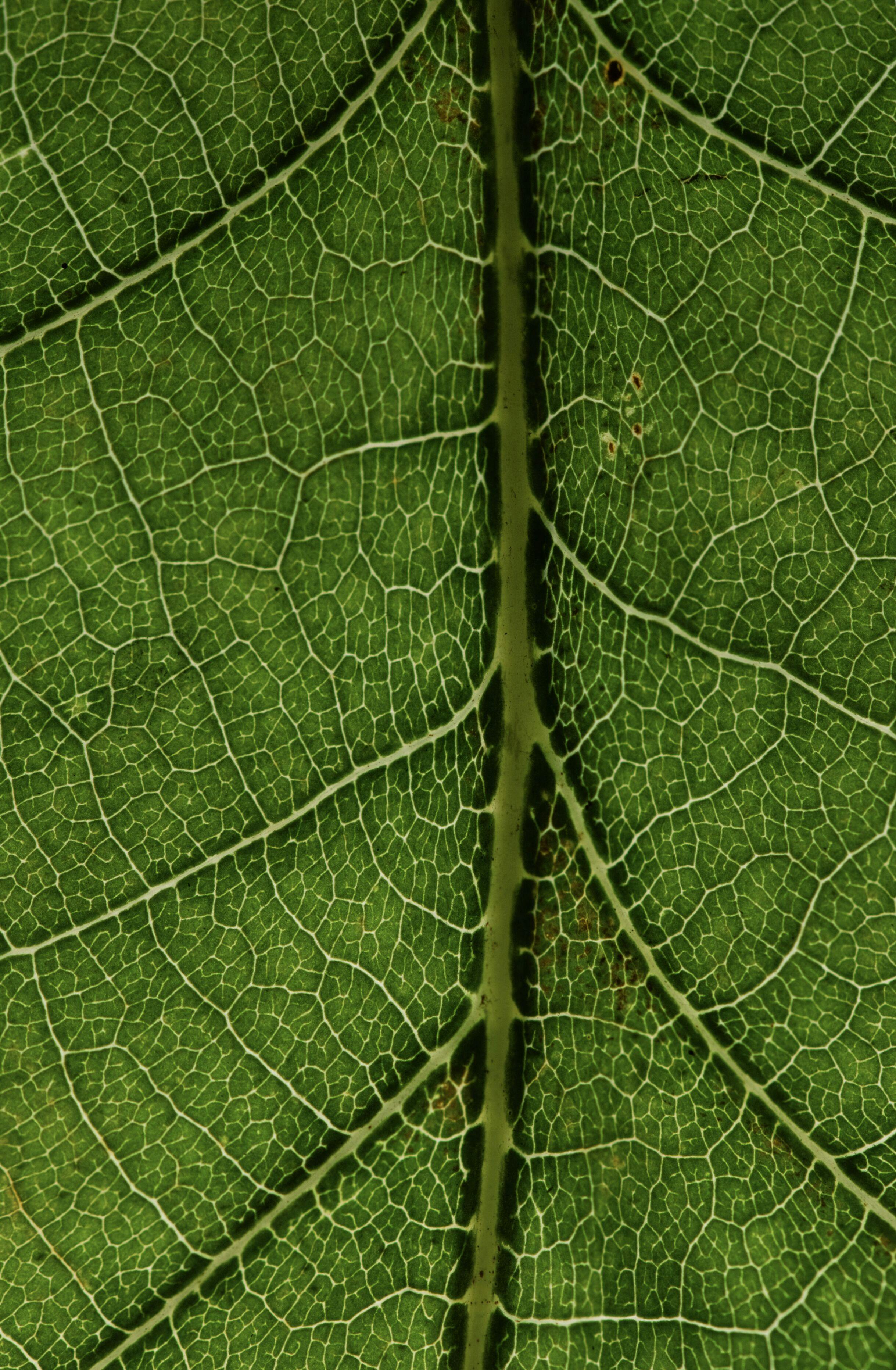 Midrib and Veins of the Leaf · Free Stock Photo