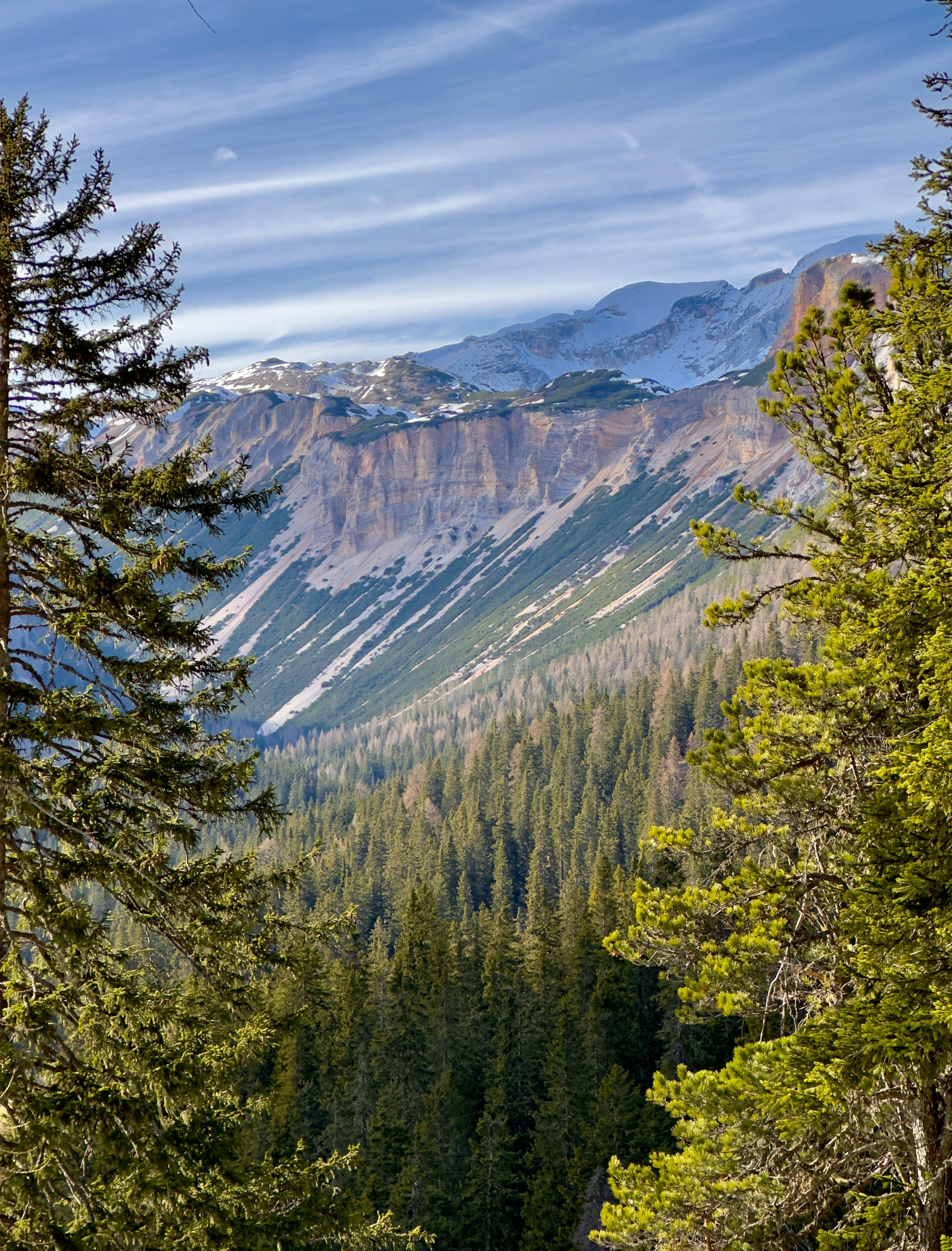 Deep, Evergreen Forest · Free Stock Photo