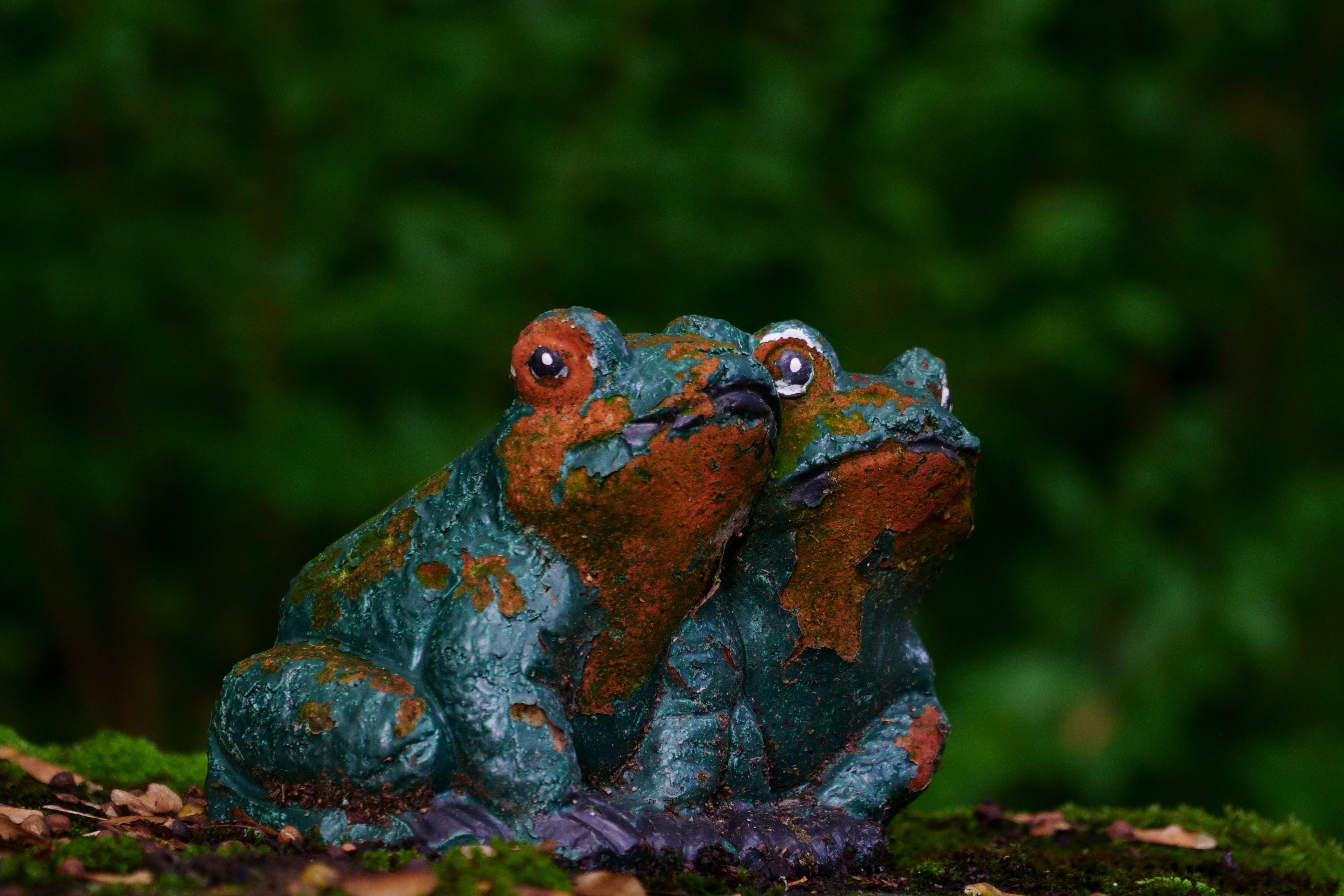 Background Image Frog Photos, Download The BEST Free Background Image ...