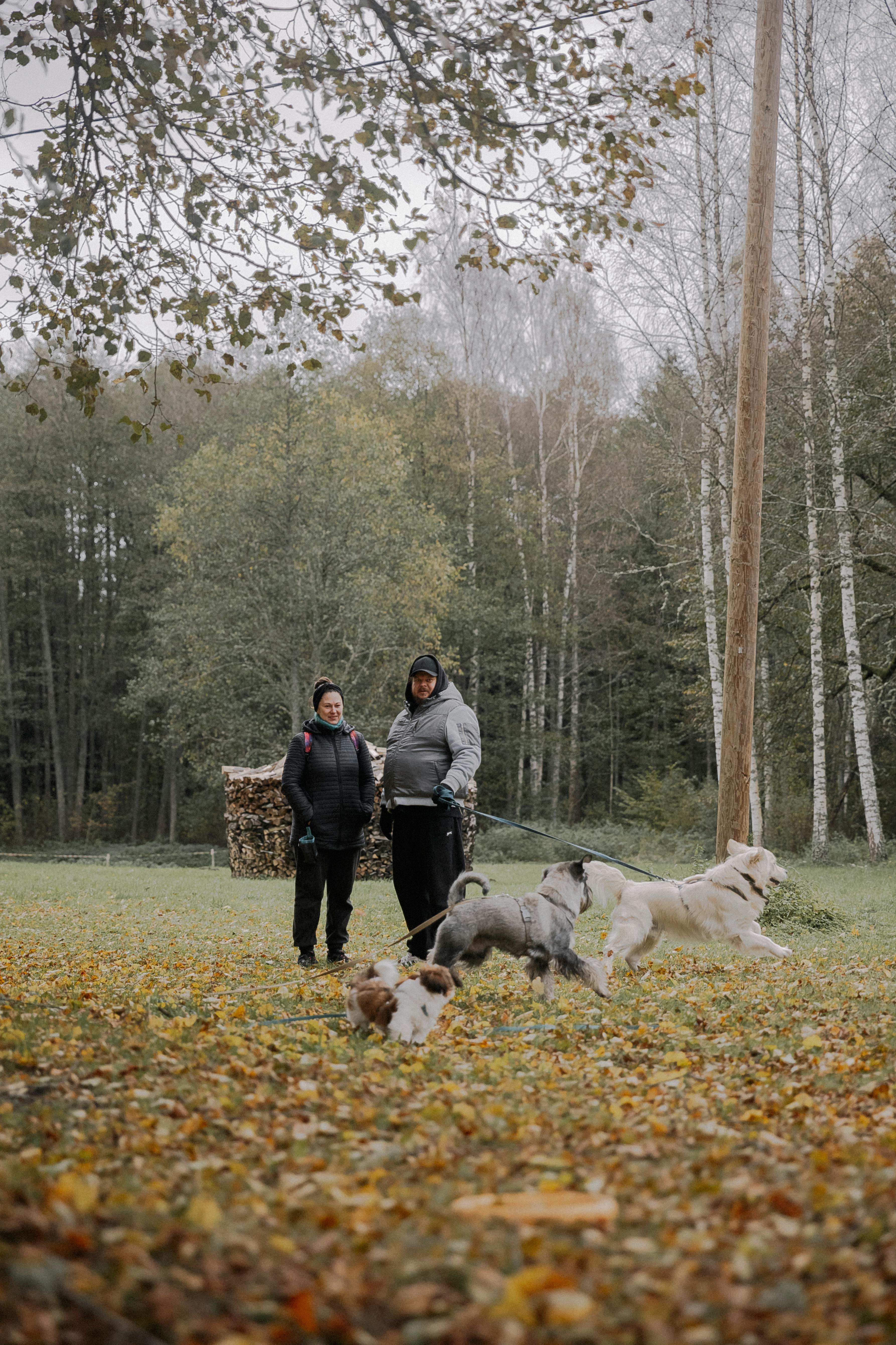 Dogs Running Around Their Owners · Free Stock Photo