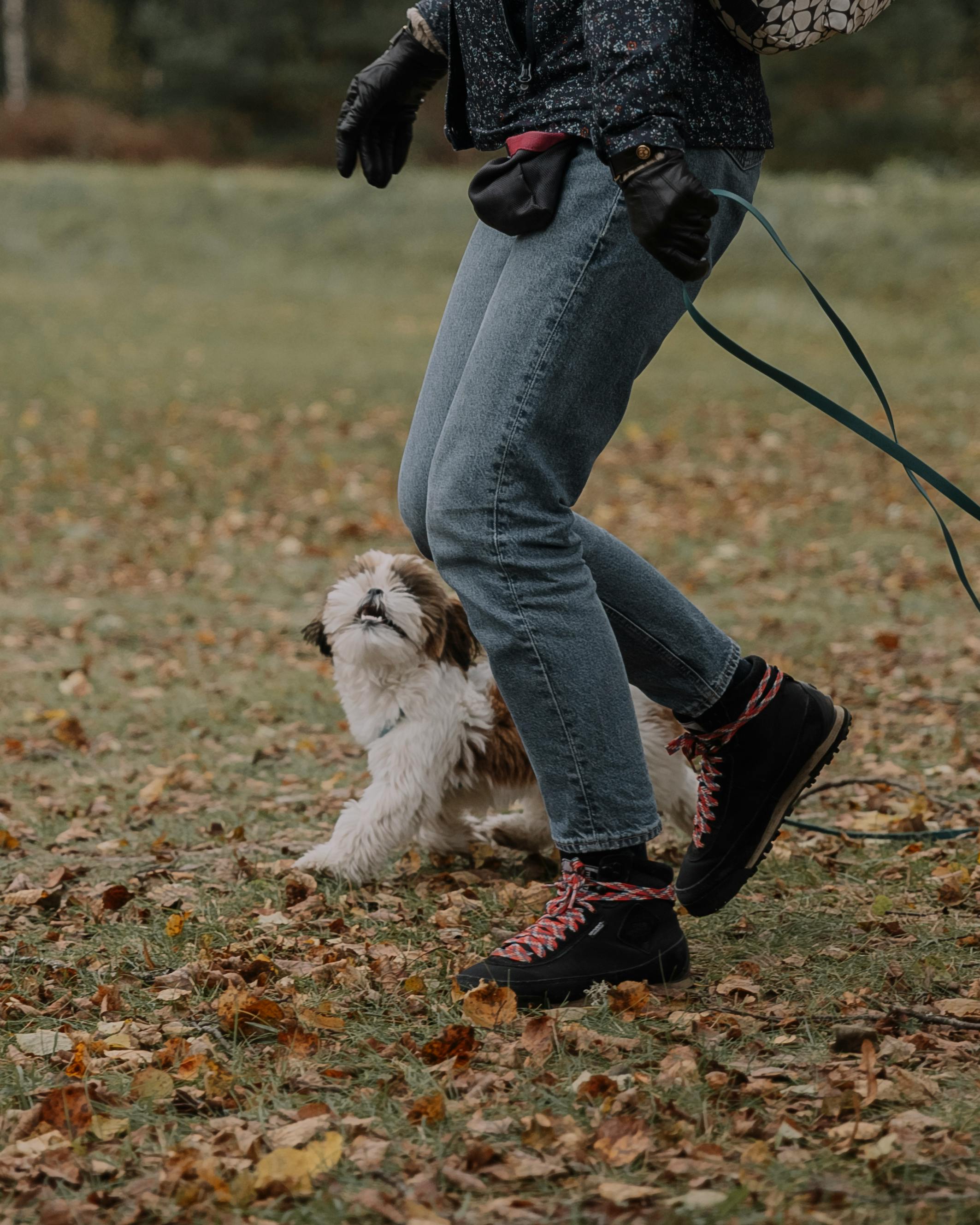 Dog Owners Liability Act Photos, Download The BEST Free Dog Owners ...