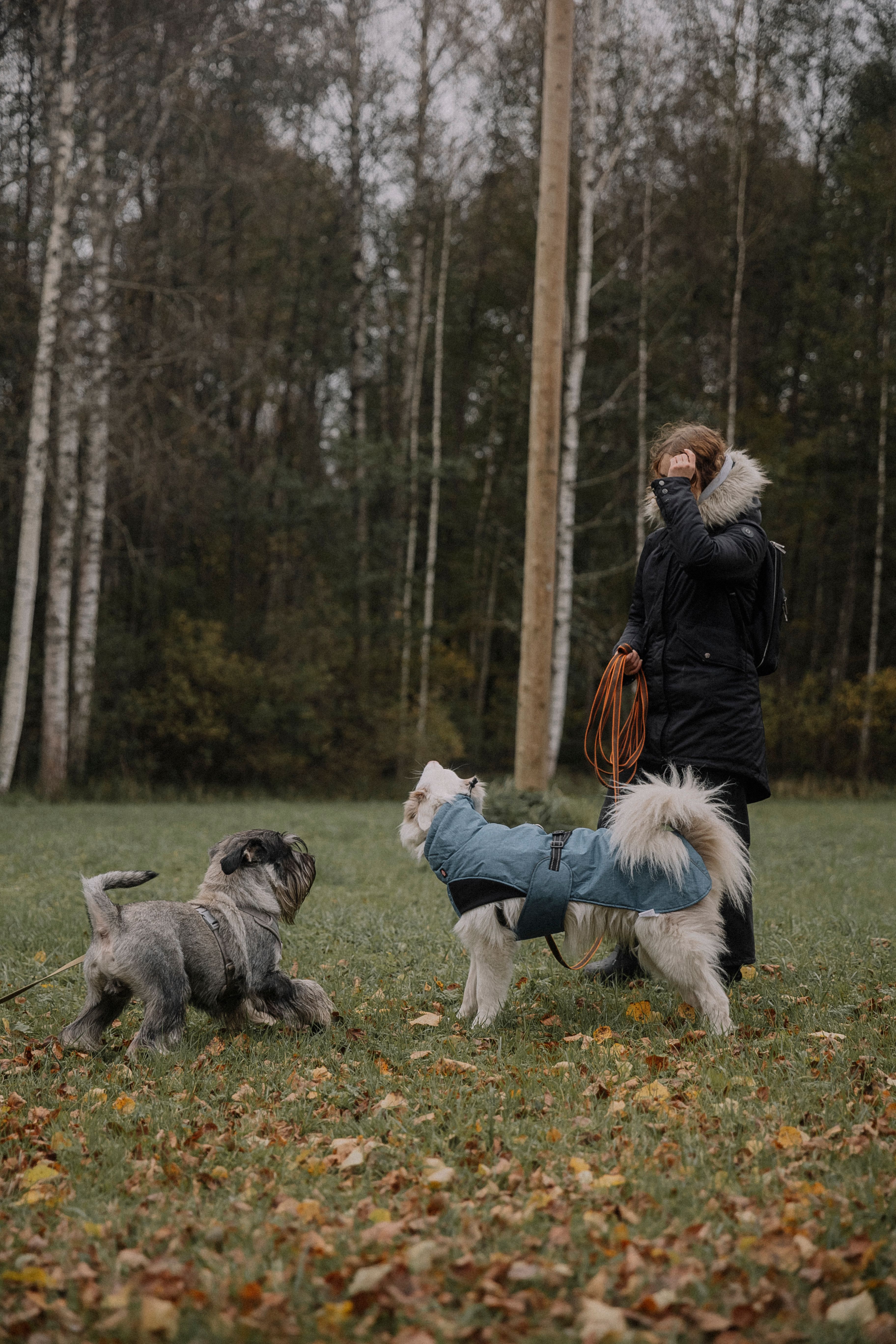Dogs Posing Photos, Download The BEST Free Dogs Posing Stock Photos ...