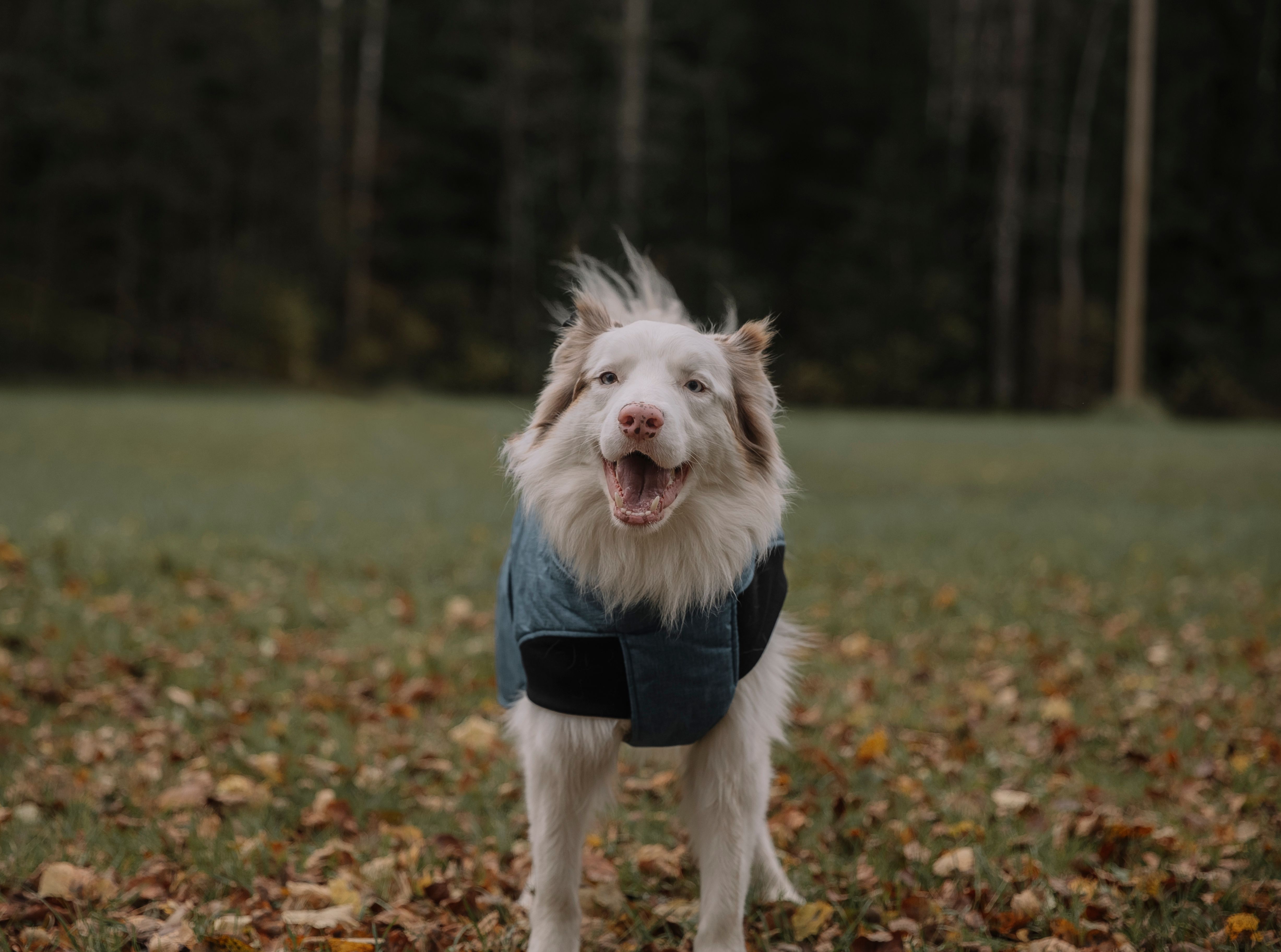 Perro En El Parque · Foto de stock gratuita