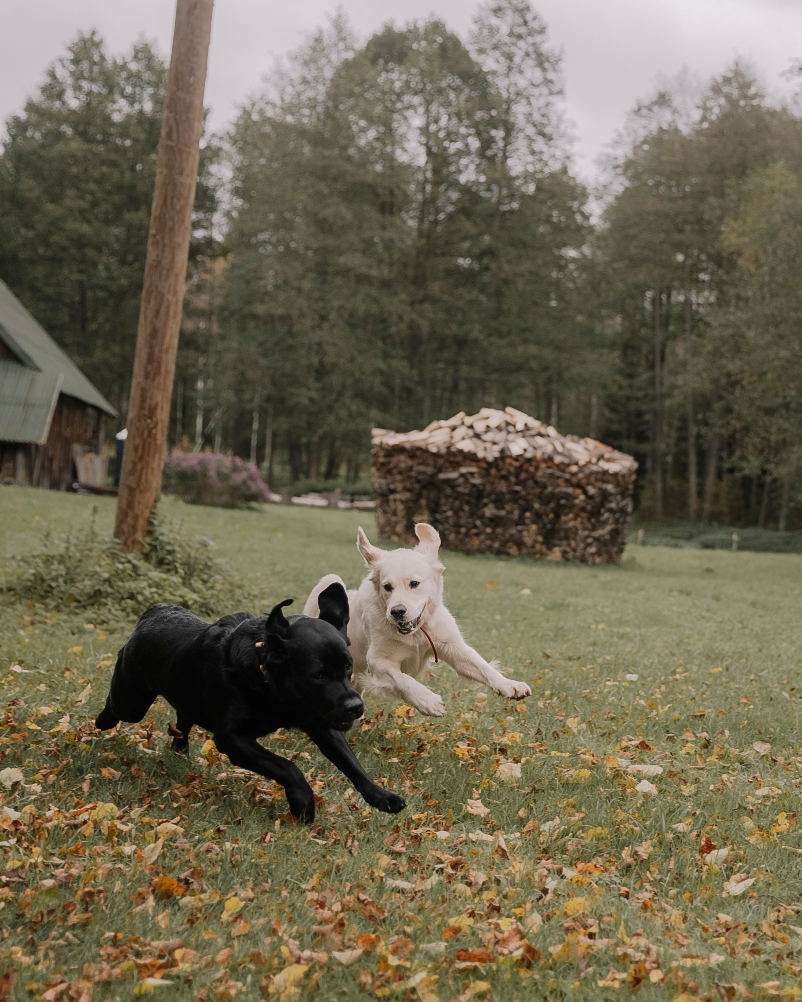 Dogs in Park in Fall · Free Stock Photo