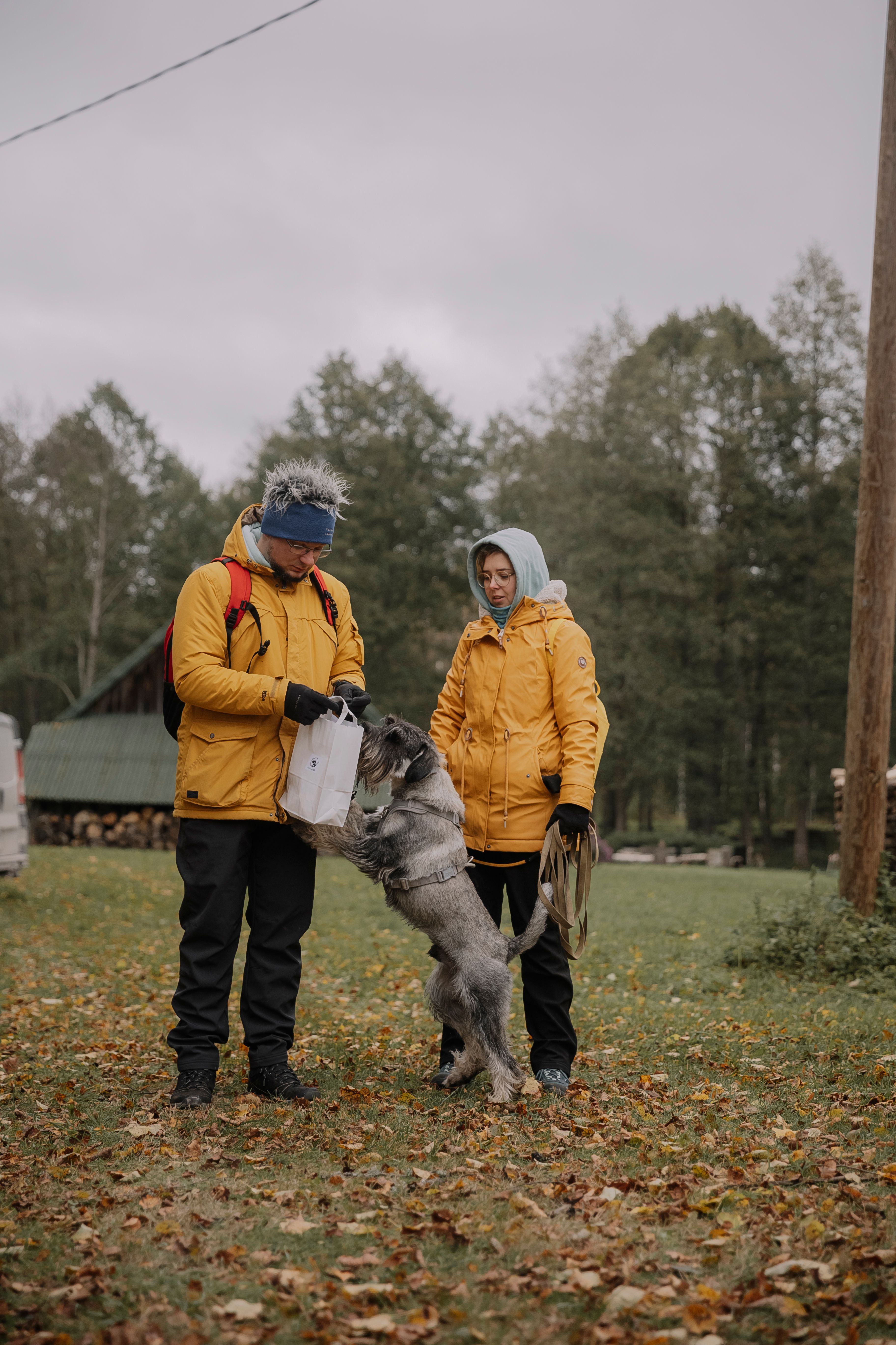 Dog Sitting on Back Leg · Free Stock Photo