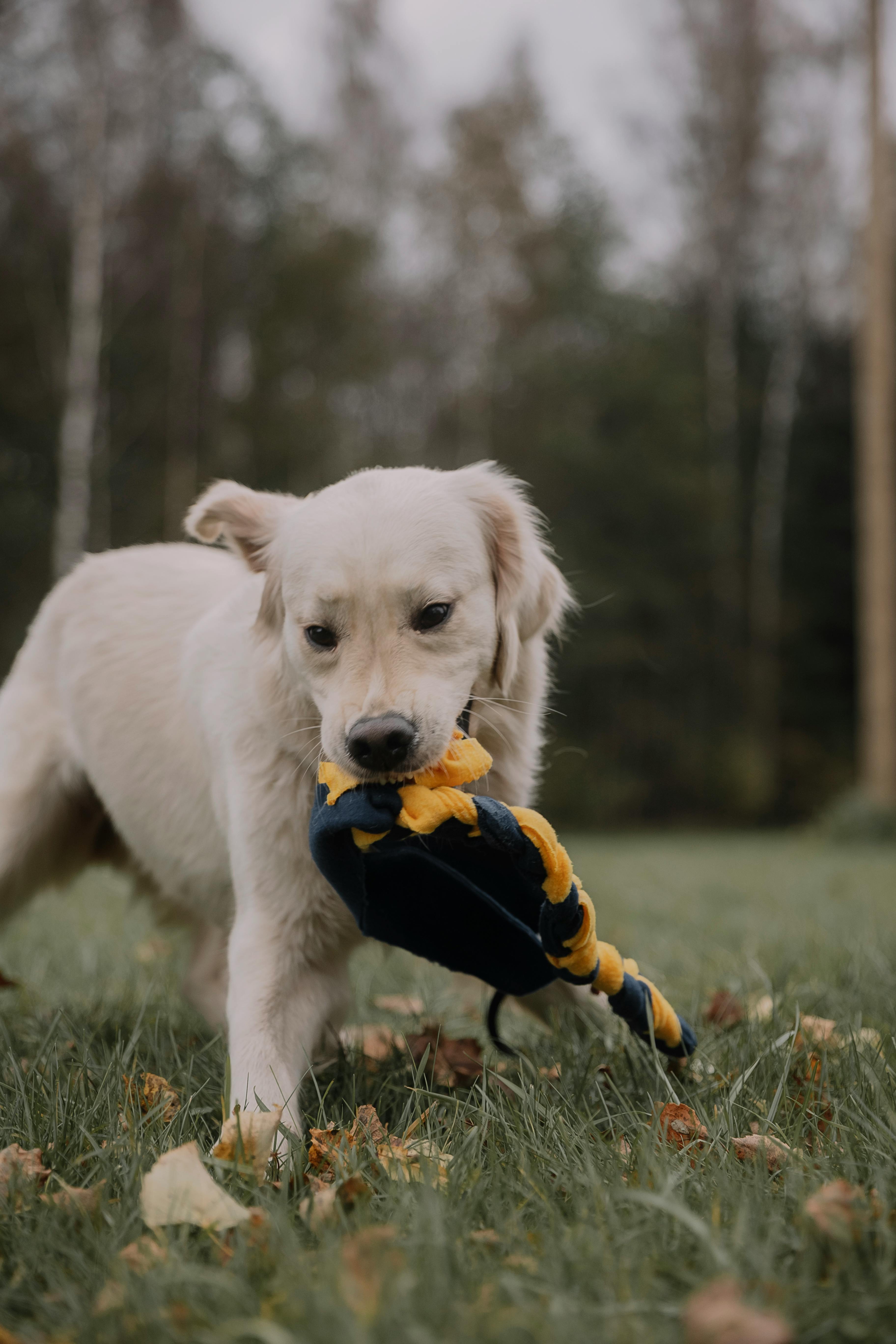 A Dog Playing Outdoors · Free Stock Photo