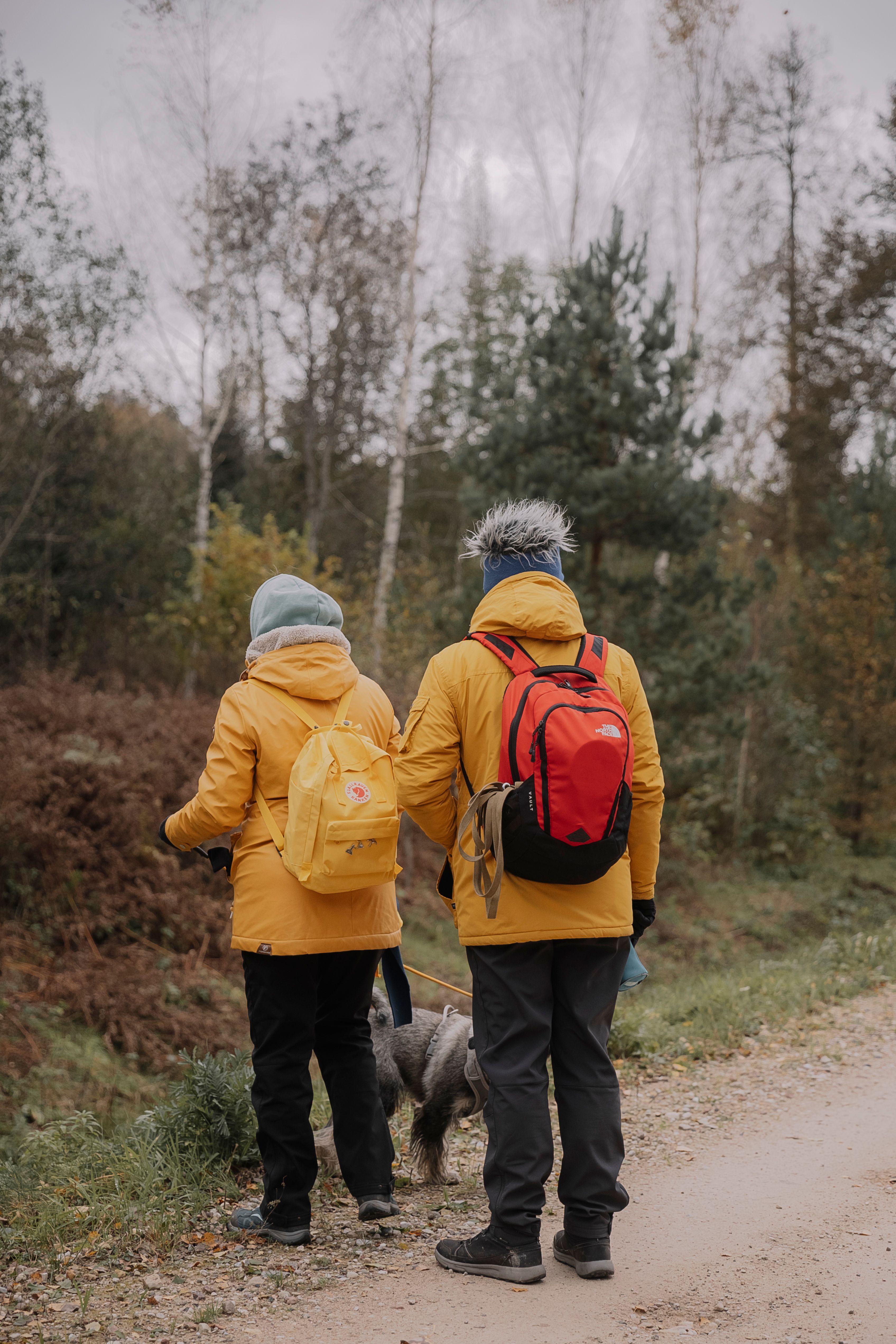 Person Walking With Puppy Near Trees · Free Stock Photo
