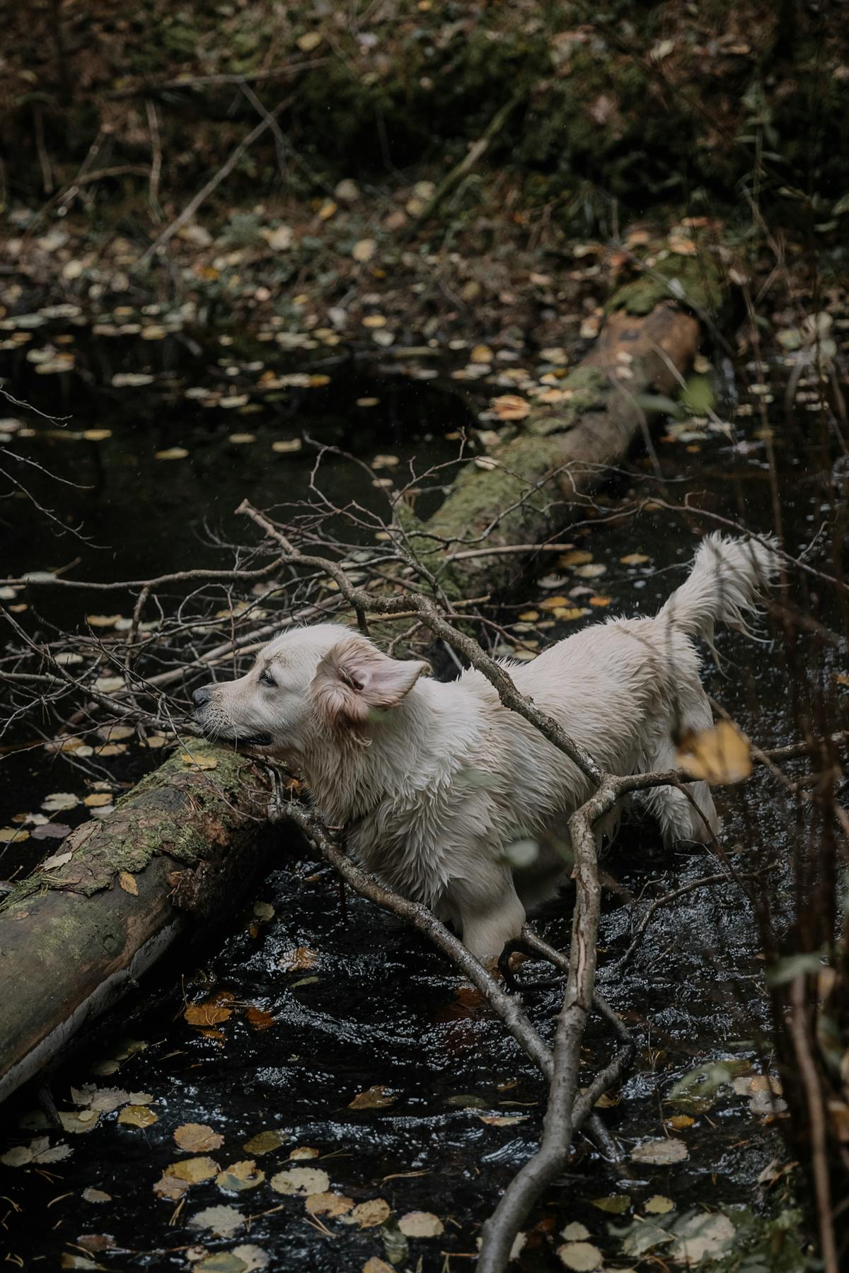 Stream Dog Photos, Download The BEST Free Stream Dog Stock Photos & HD ...