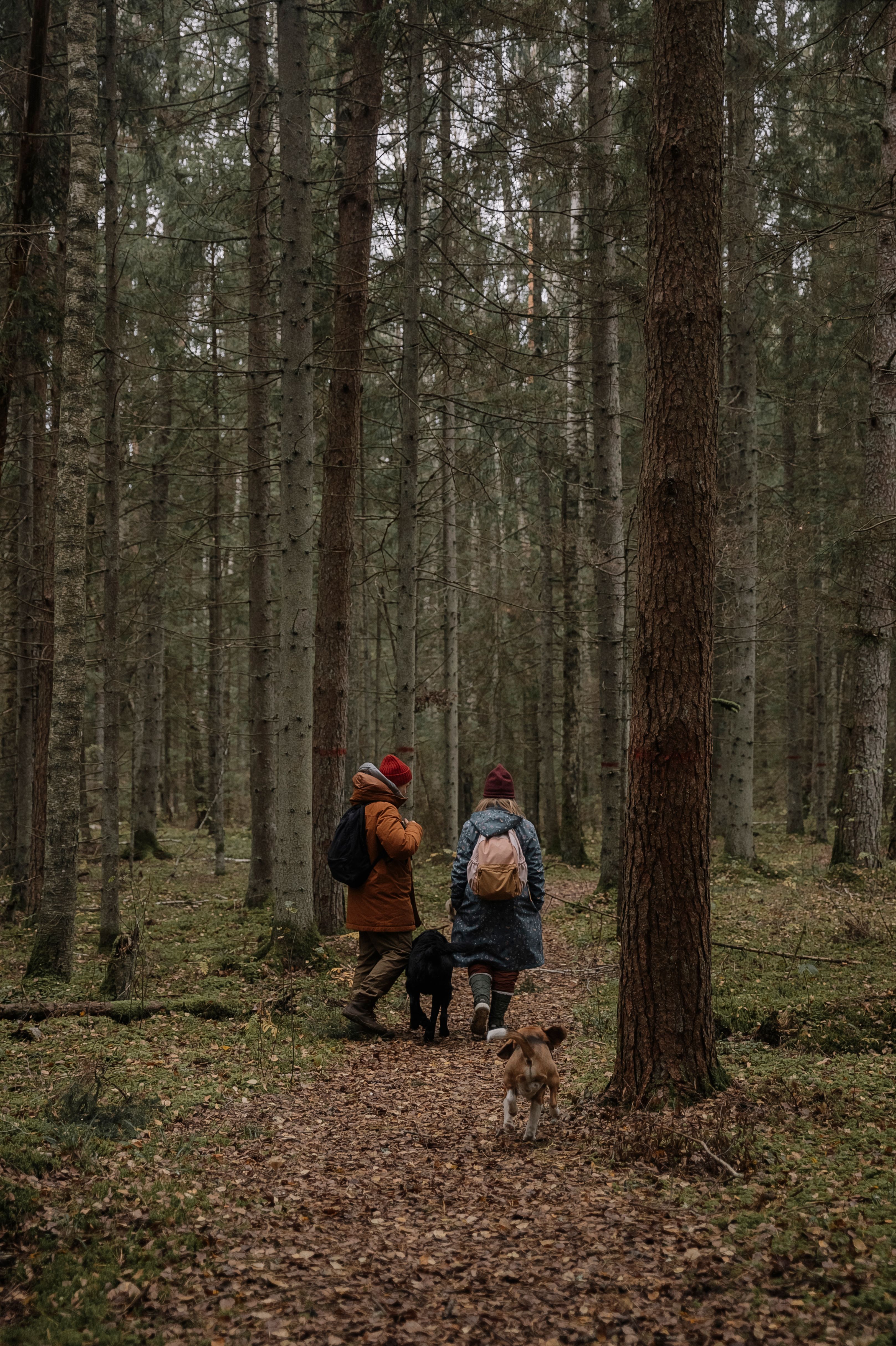 People Walking Their Dogs in the Forest in Autumn · Free Stock Photo