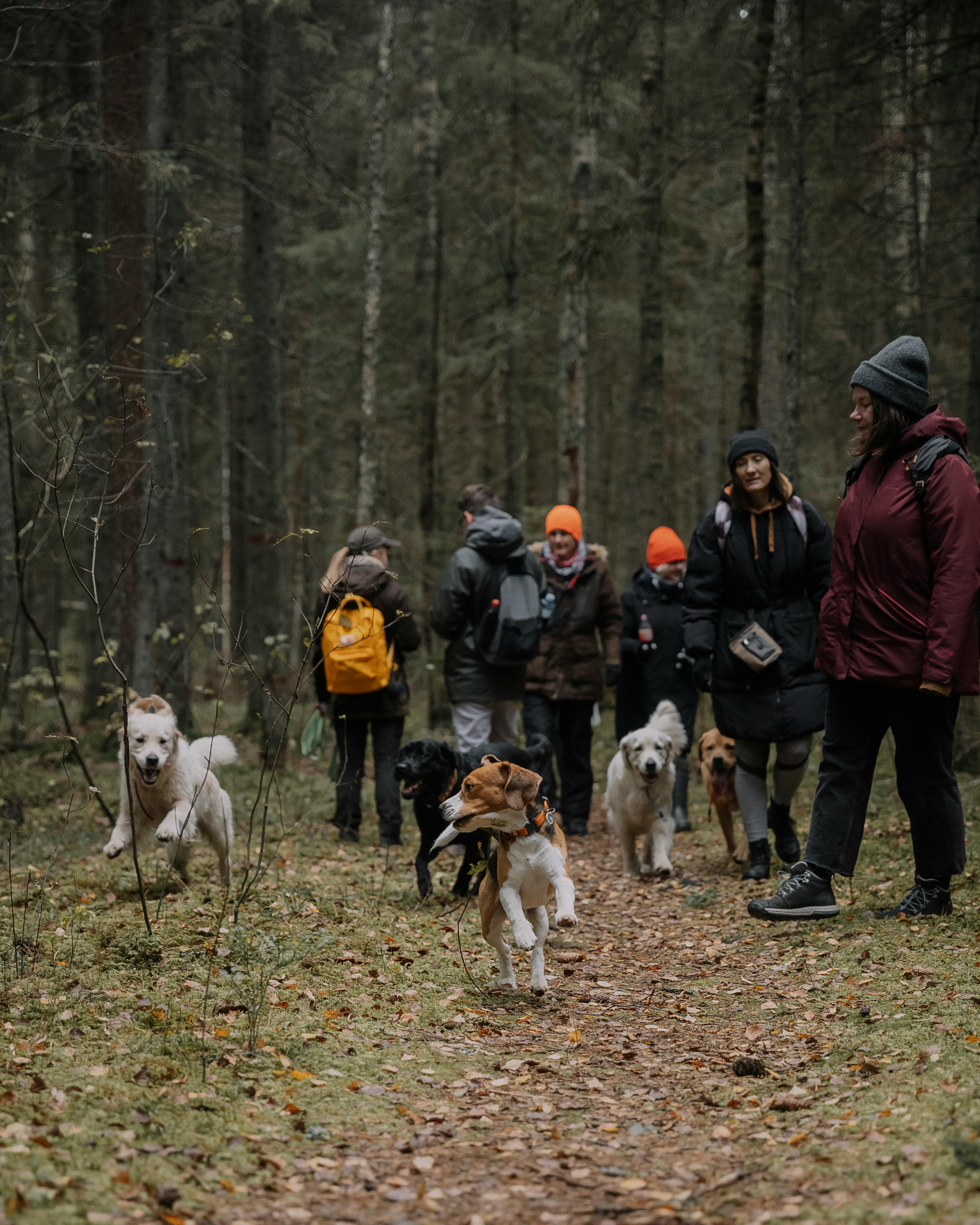 Dogs Gathering Photos, Download The BEST Free Dogs Gathering Stock ...