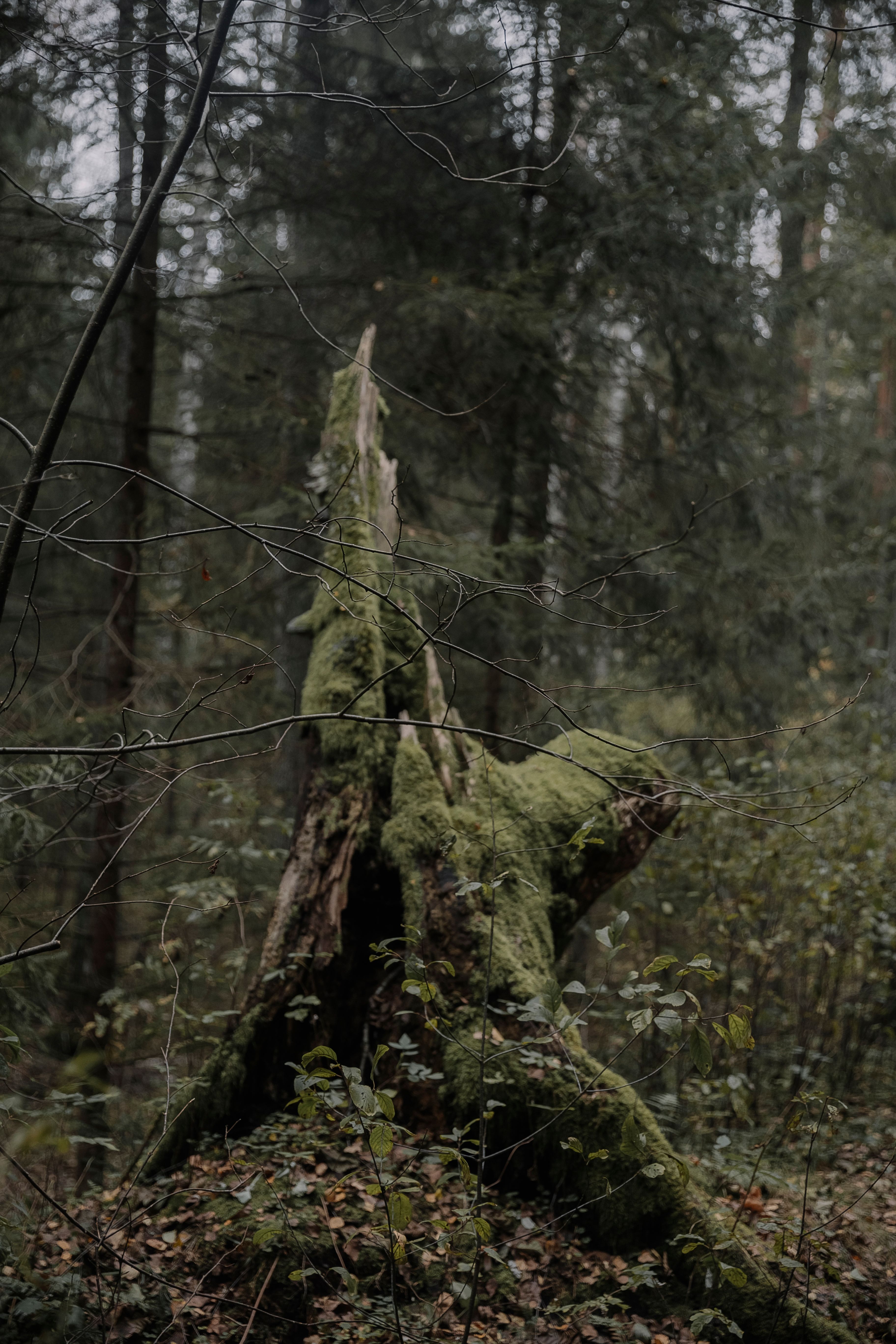 Scary View of Forest at Night · Free Stock Photo