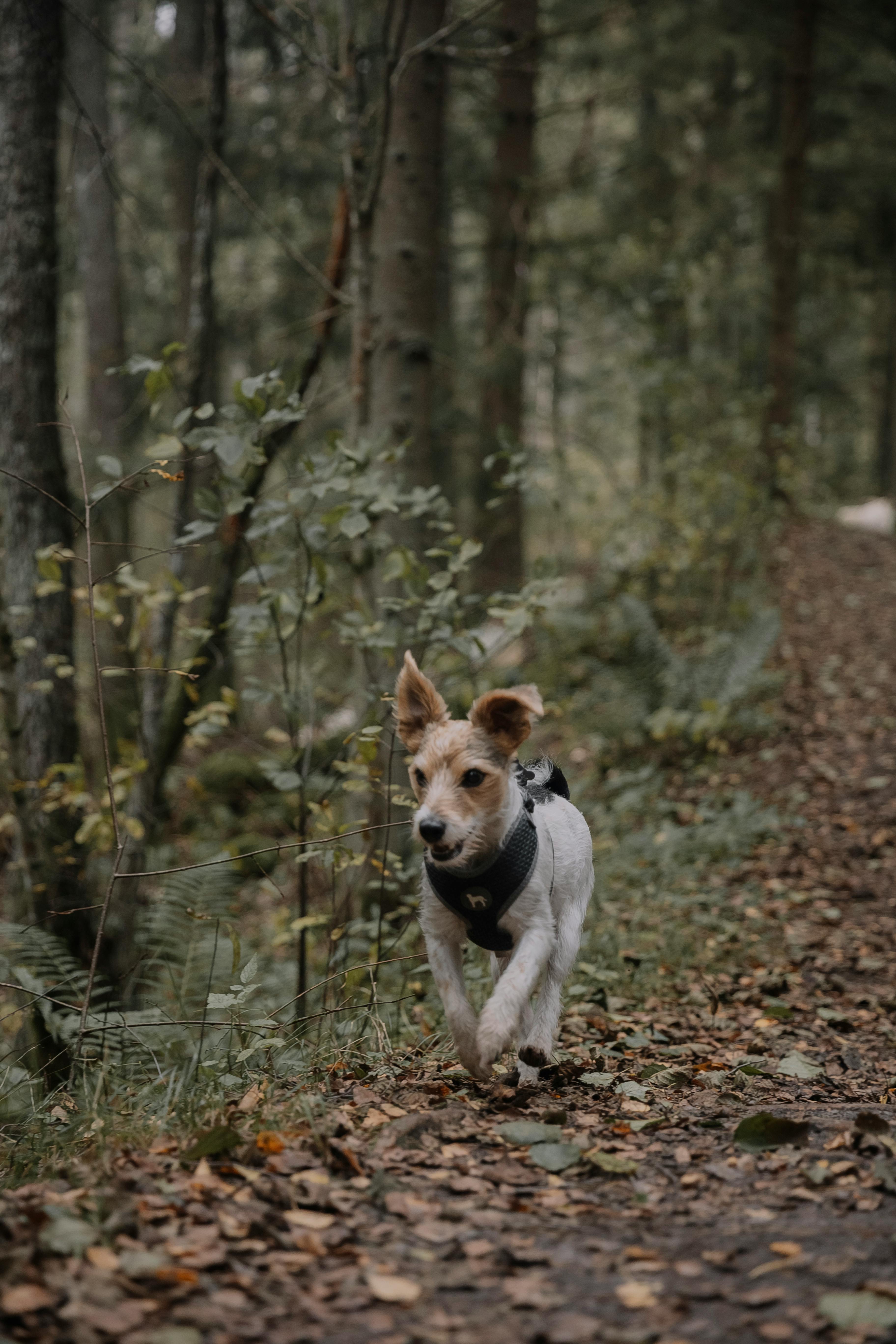 Wood Picker Photos, Download The BEST Free Wood Picker Stock Photos ...