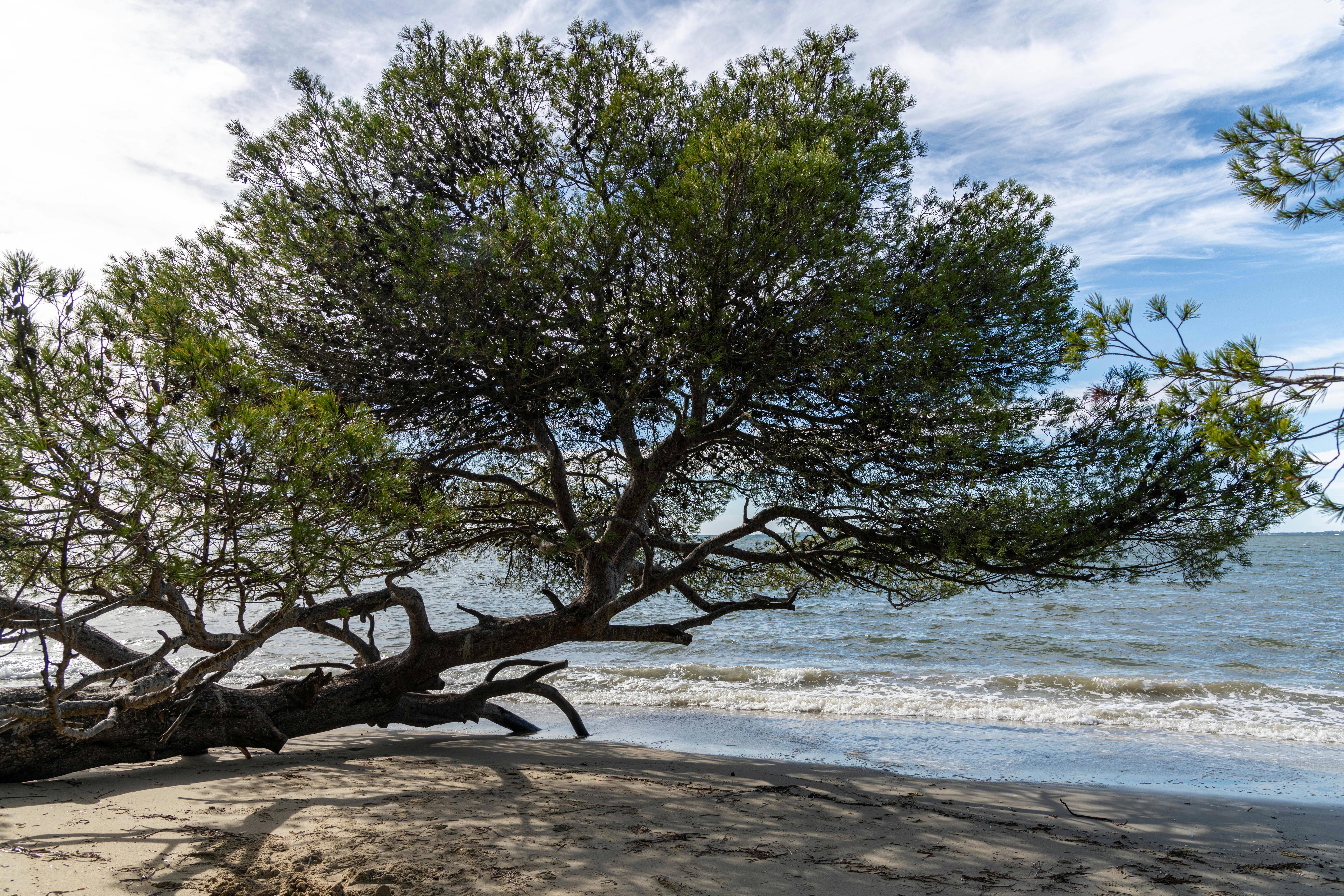 Broken Tree on Sea Shore · Free Stock Photo
