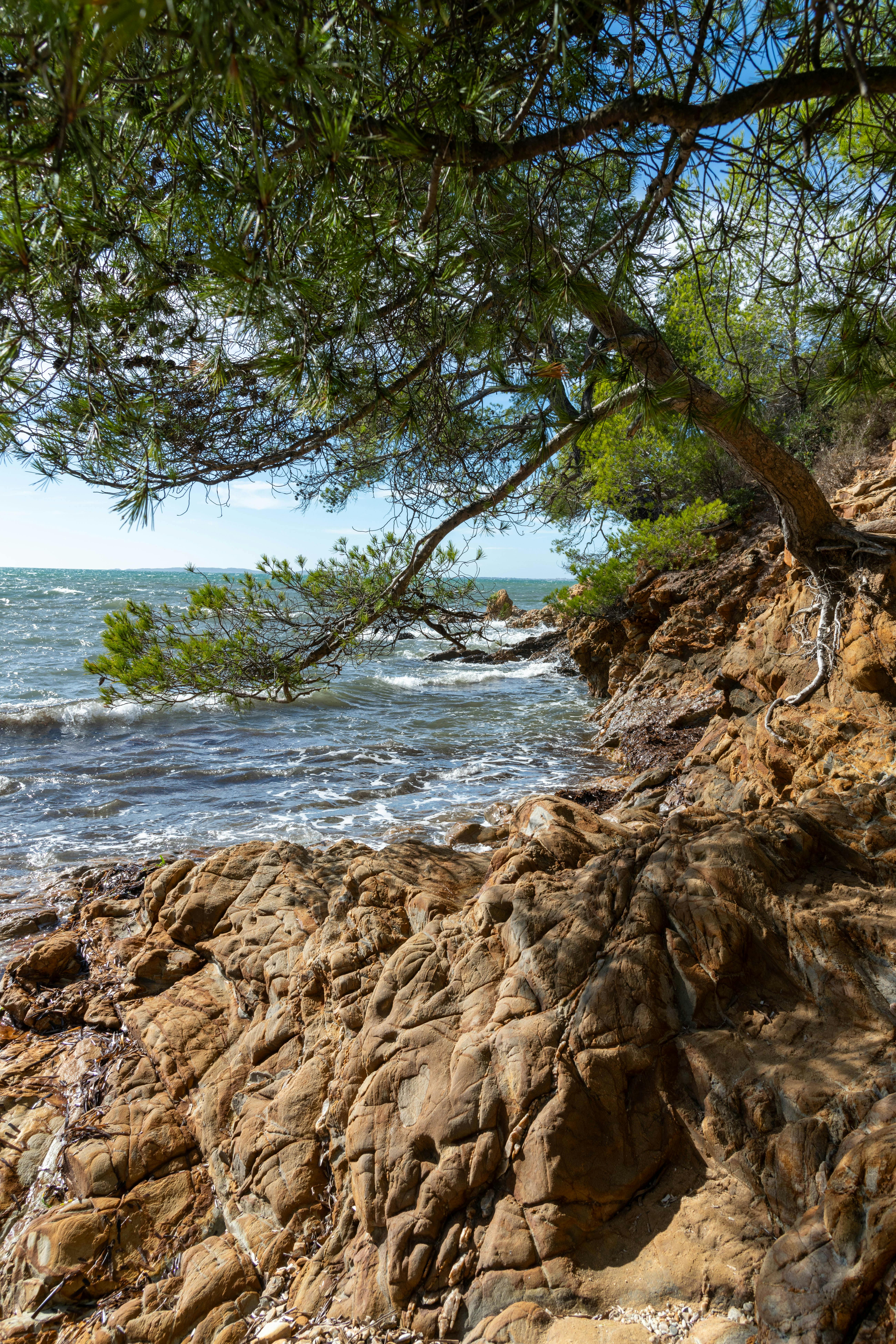 Tree and Rocks on Sea Shore · Free Stock Photo