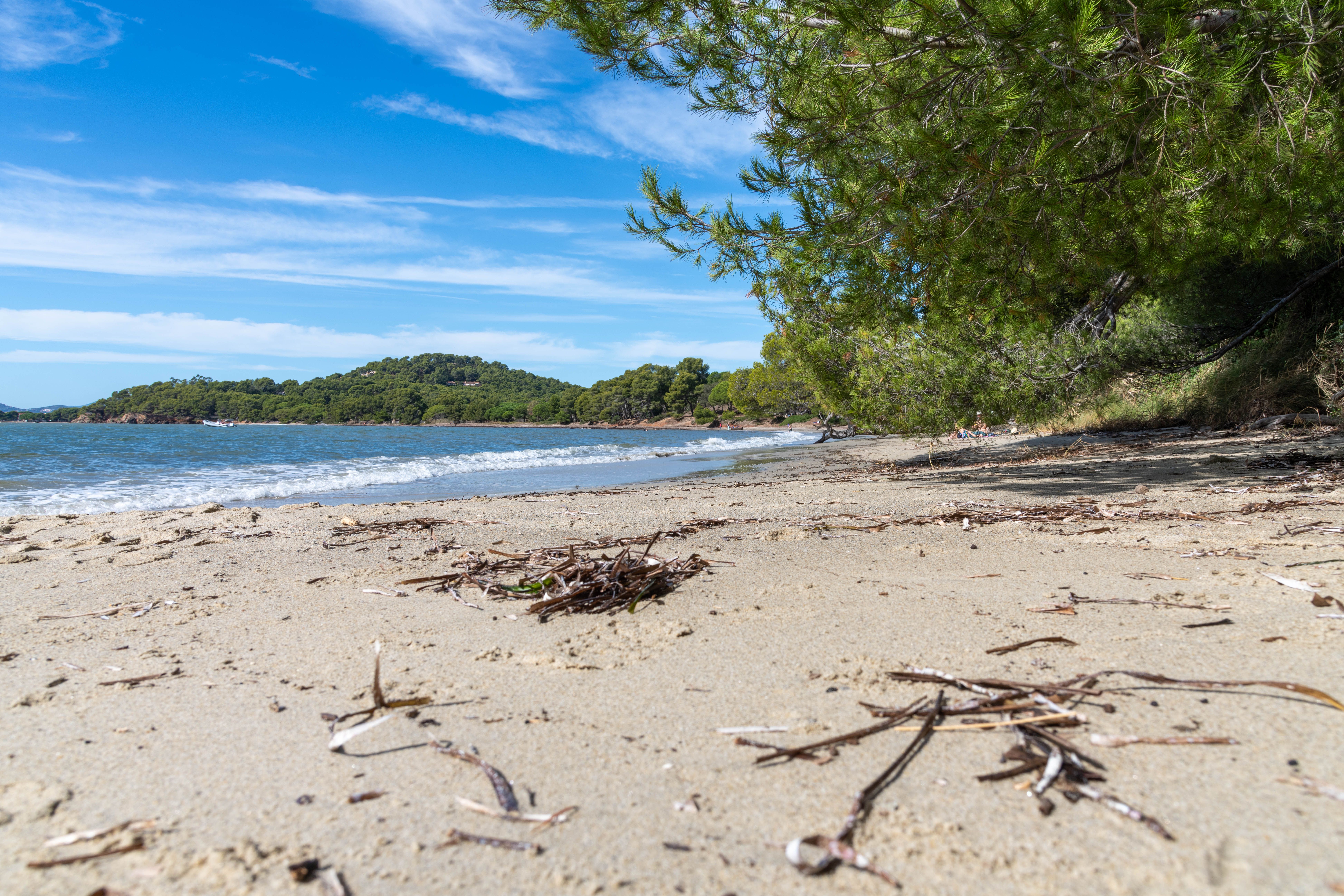 Forest and Beach on Sea Shore · Free Stock Photo