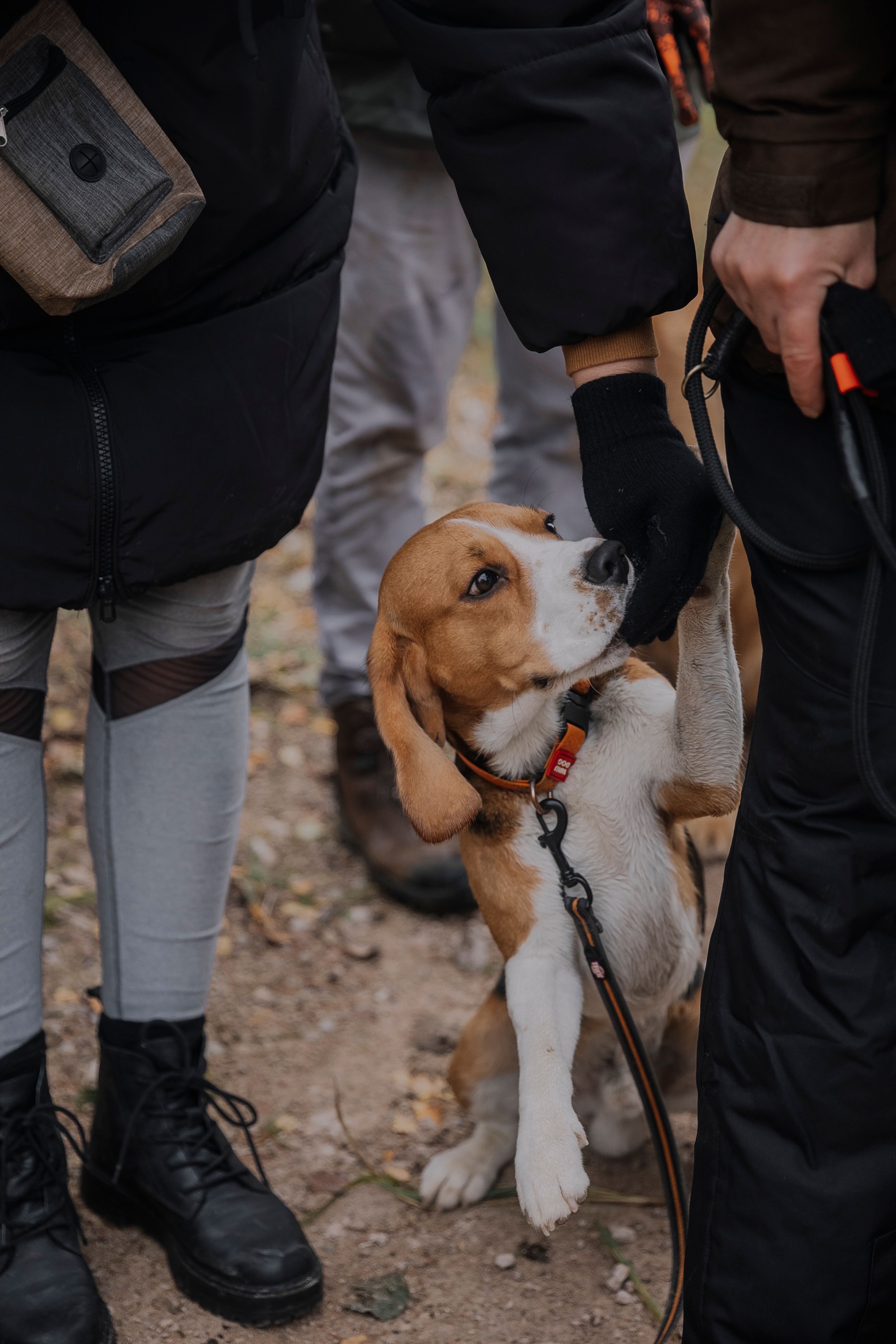 Woman Holding a Beagle Dog · Free Stock Photo