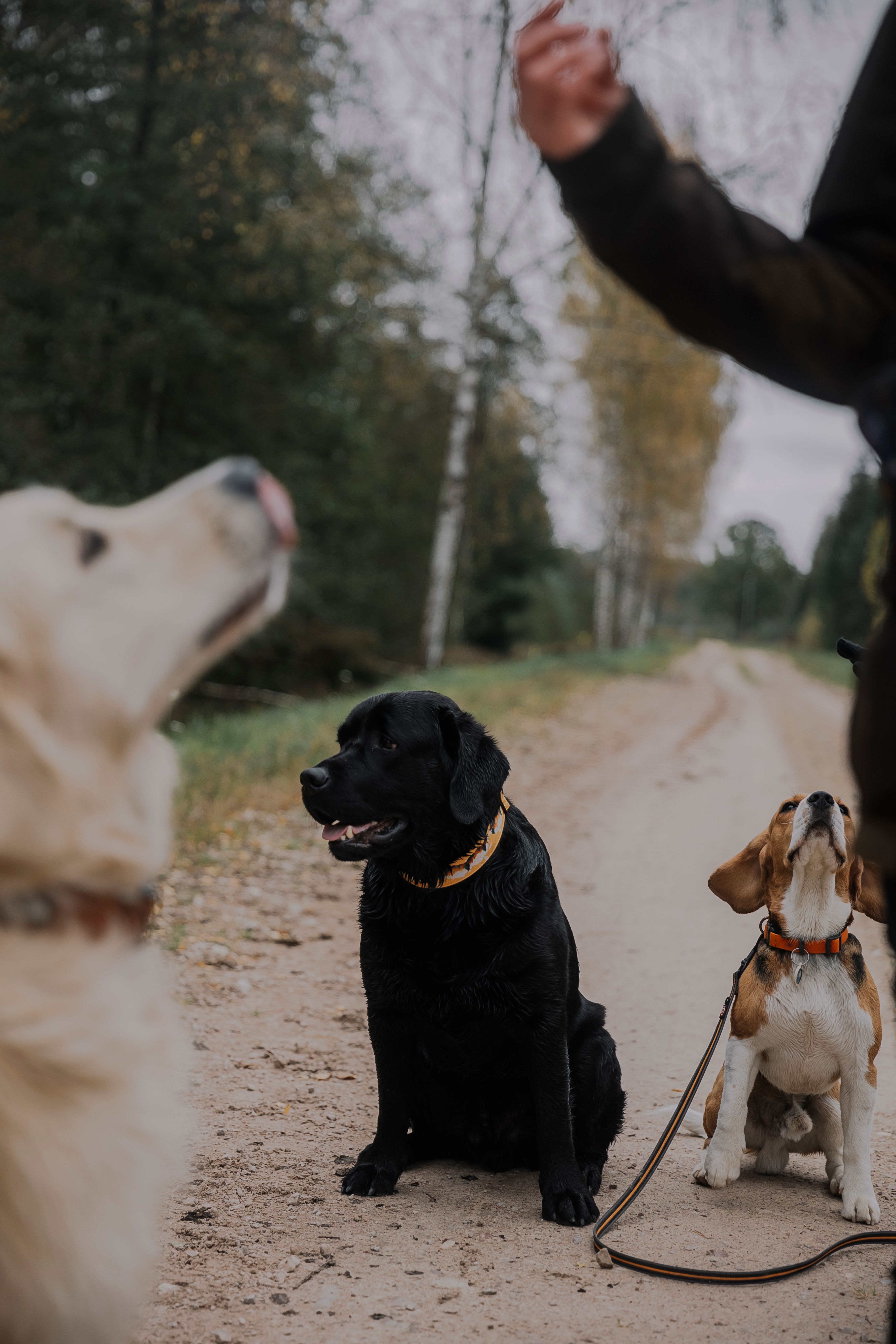 Three Dogs on the Road in the Forest · Free Stock Photo