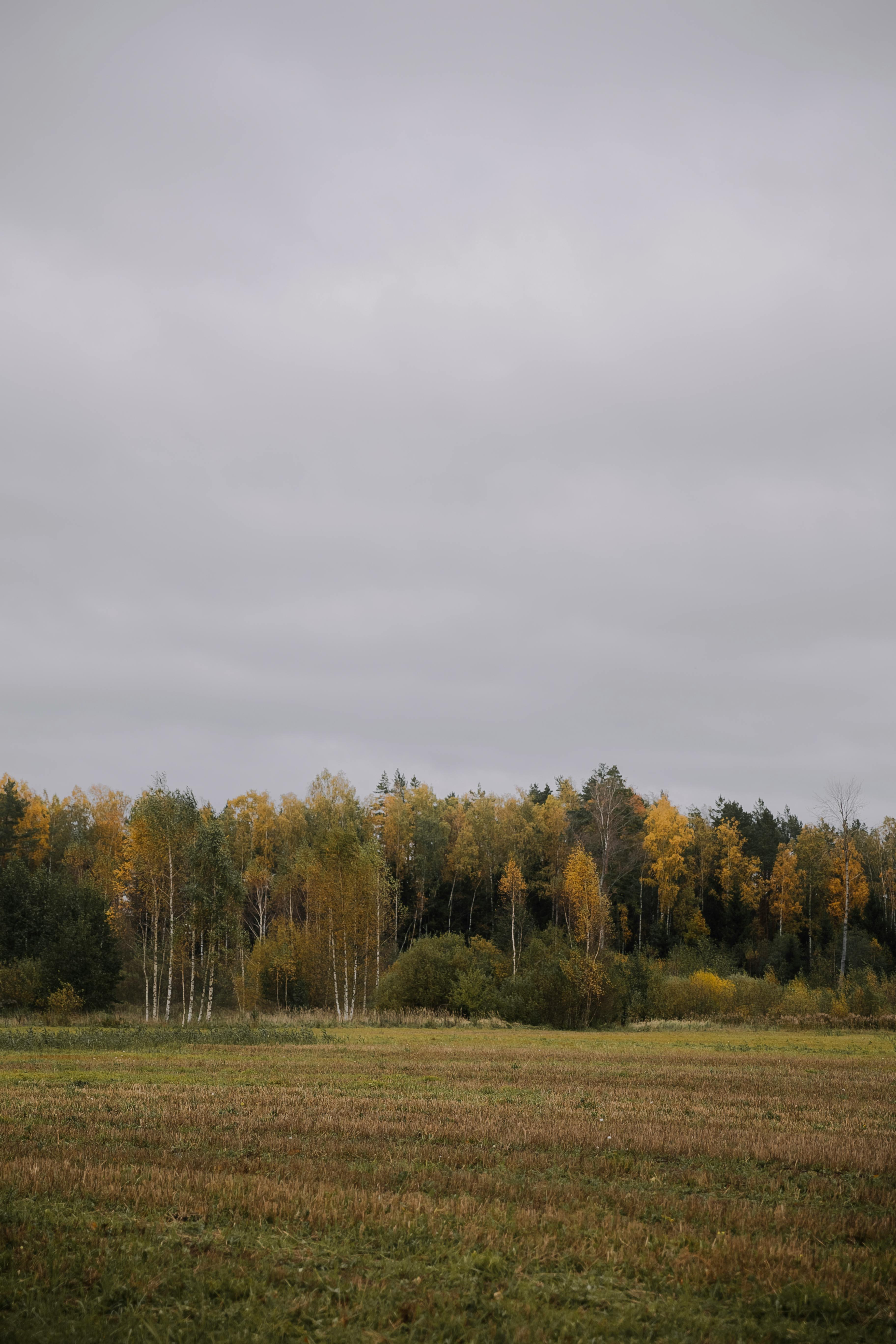 Grassland and Forest behind · Free Stock Photo