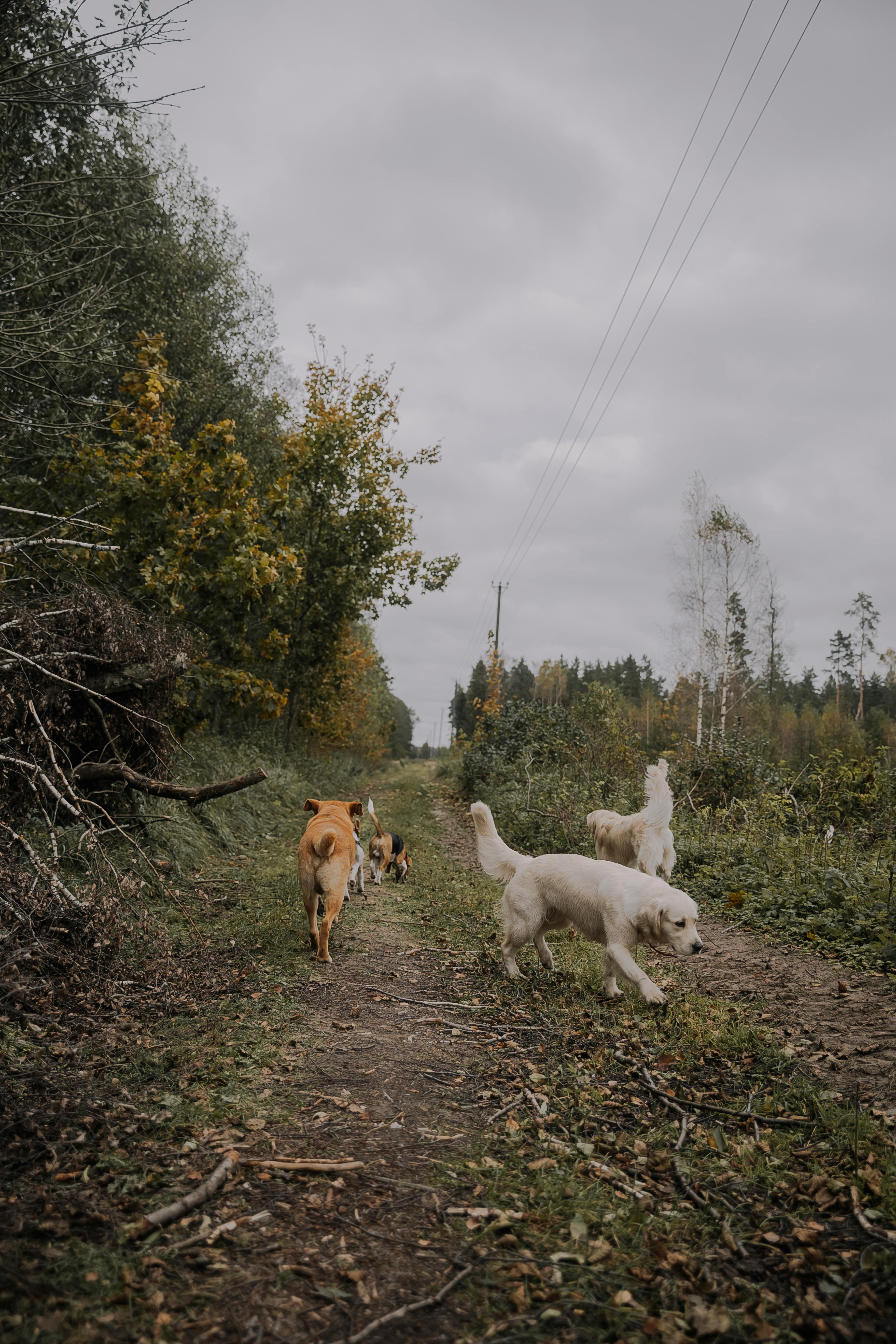Dog in Forest · Free Stock Photo