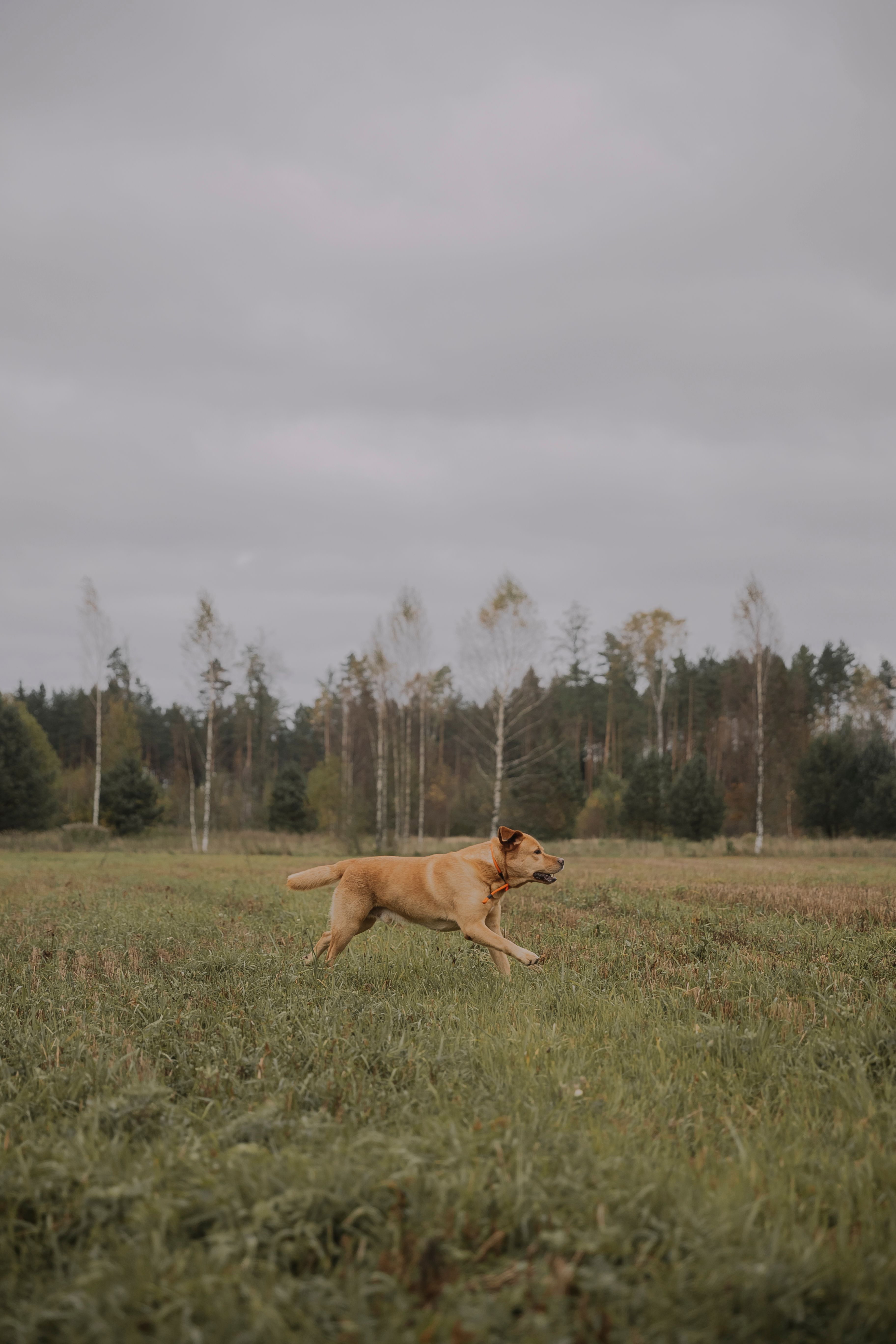 A Dog Running in a Park · Free Stock Photo