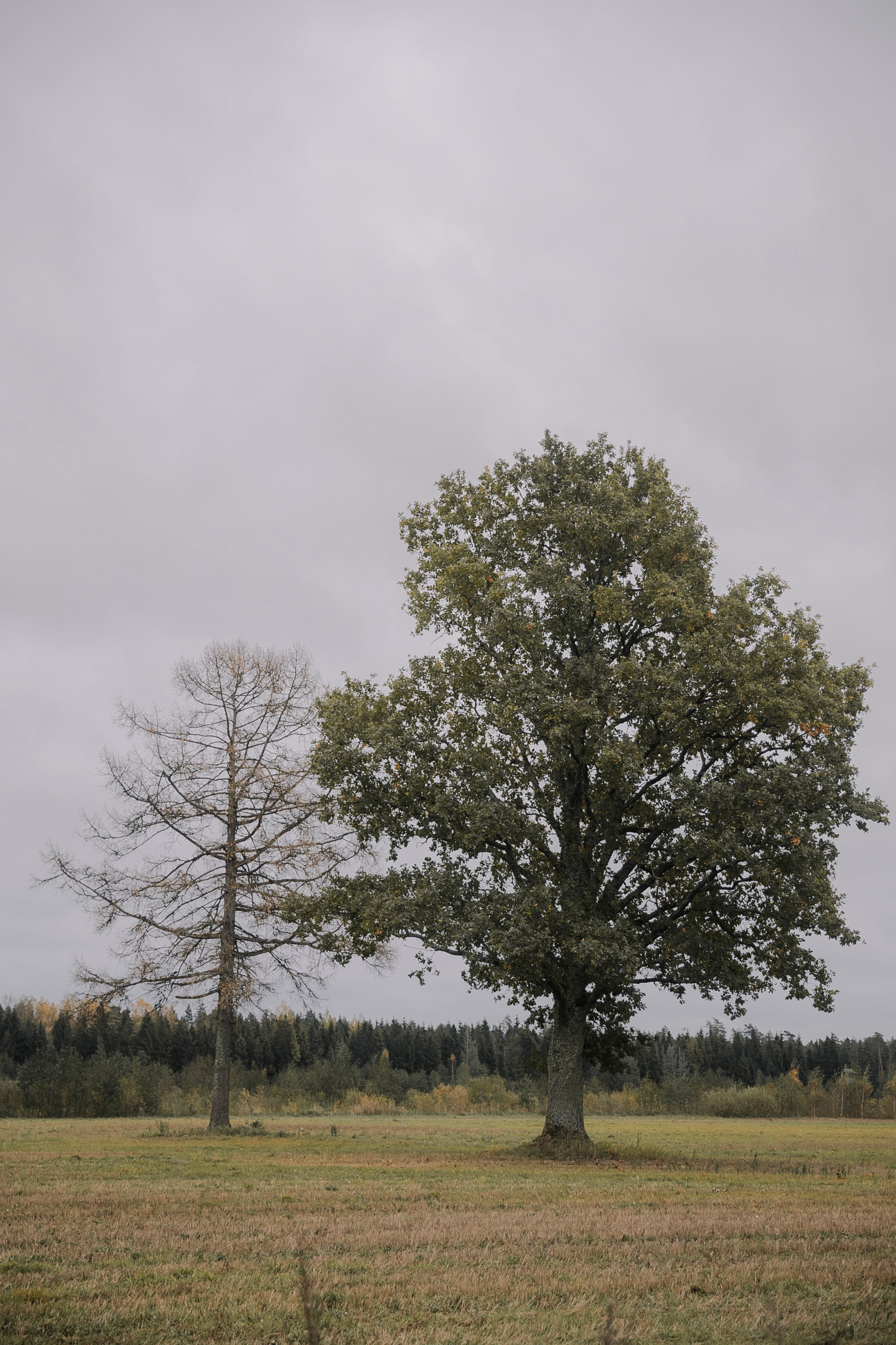 Green Acacia Tree · Free Stock Photo