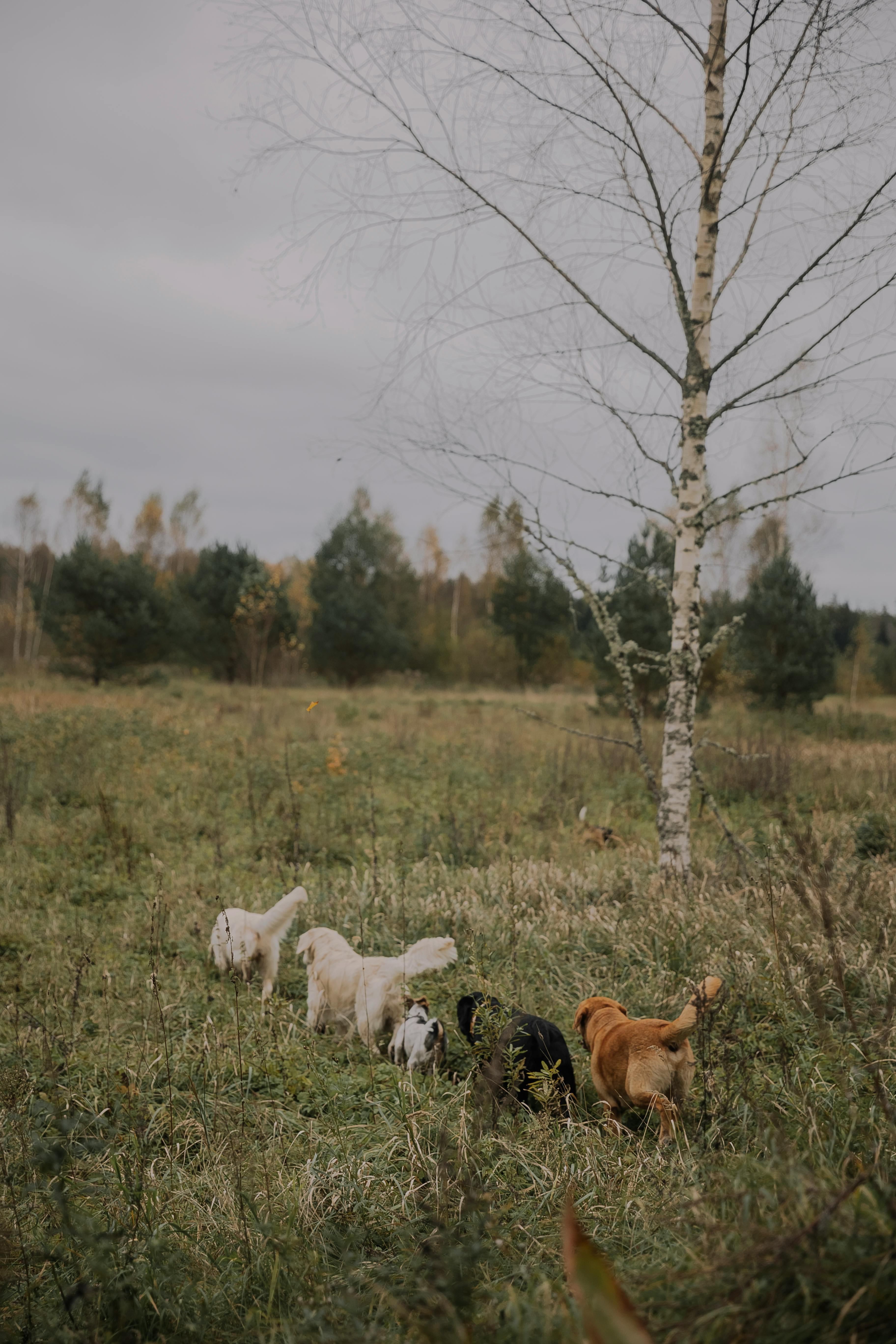 Game Birch Photos, Download The BEST Free Game Birch Stock Photos & HD ...