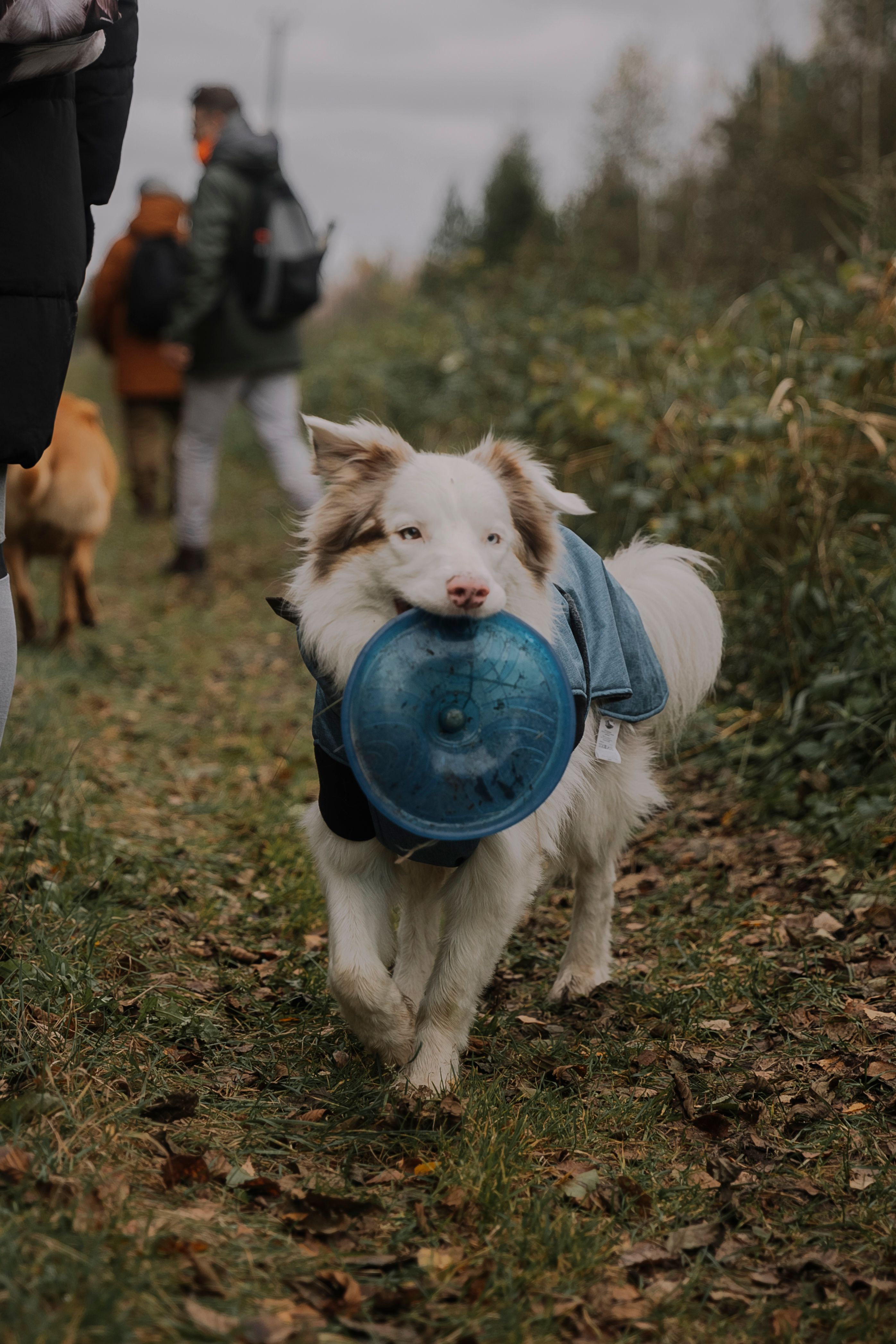 Dogs And Frisbee Photos, Download The BEST Free Dogs And Frisbee Stock ...