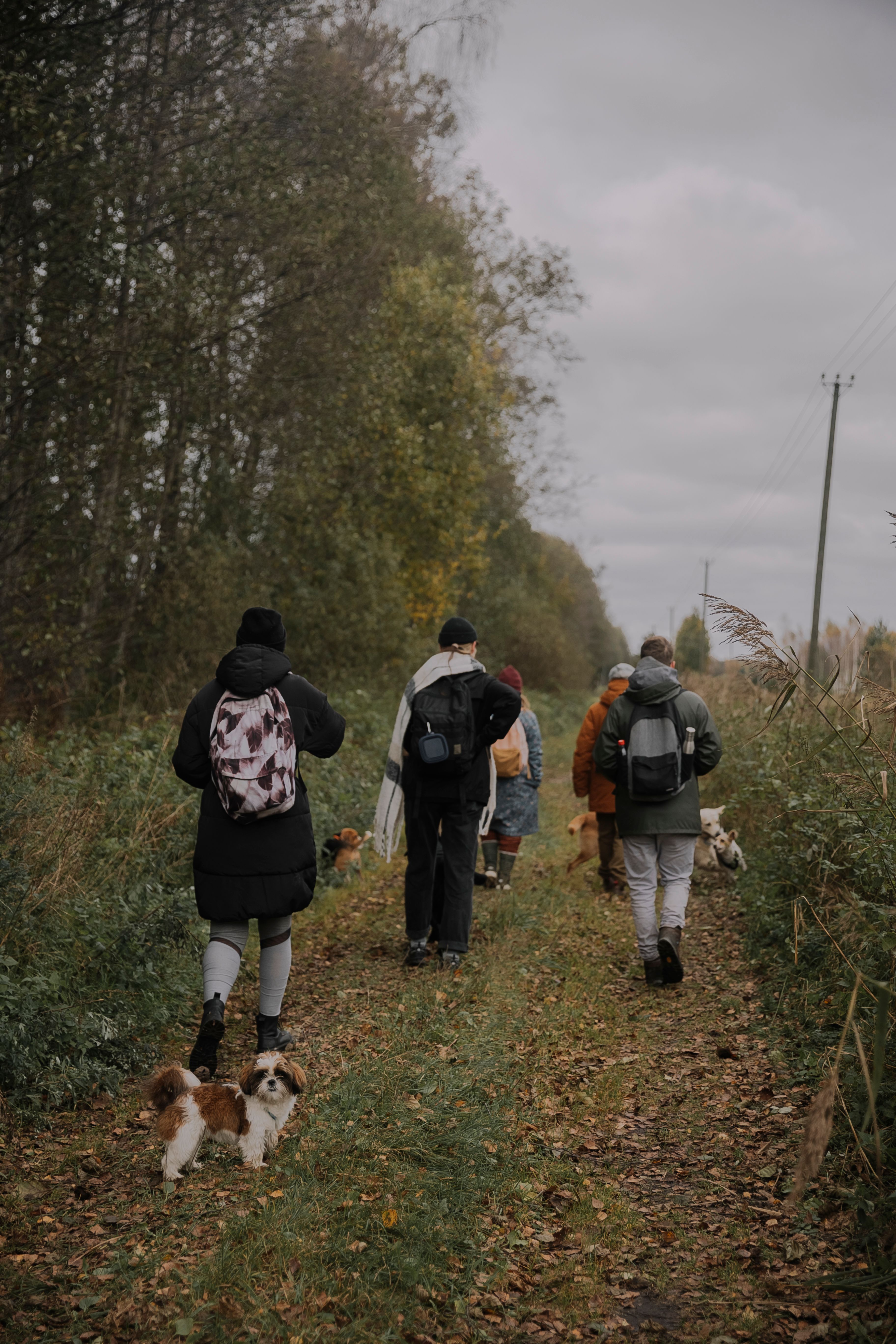 Group Walking on a Dirt Road with Dogs · Free Stock Photo