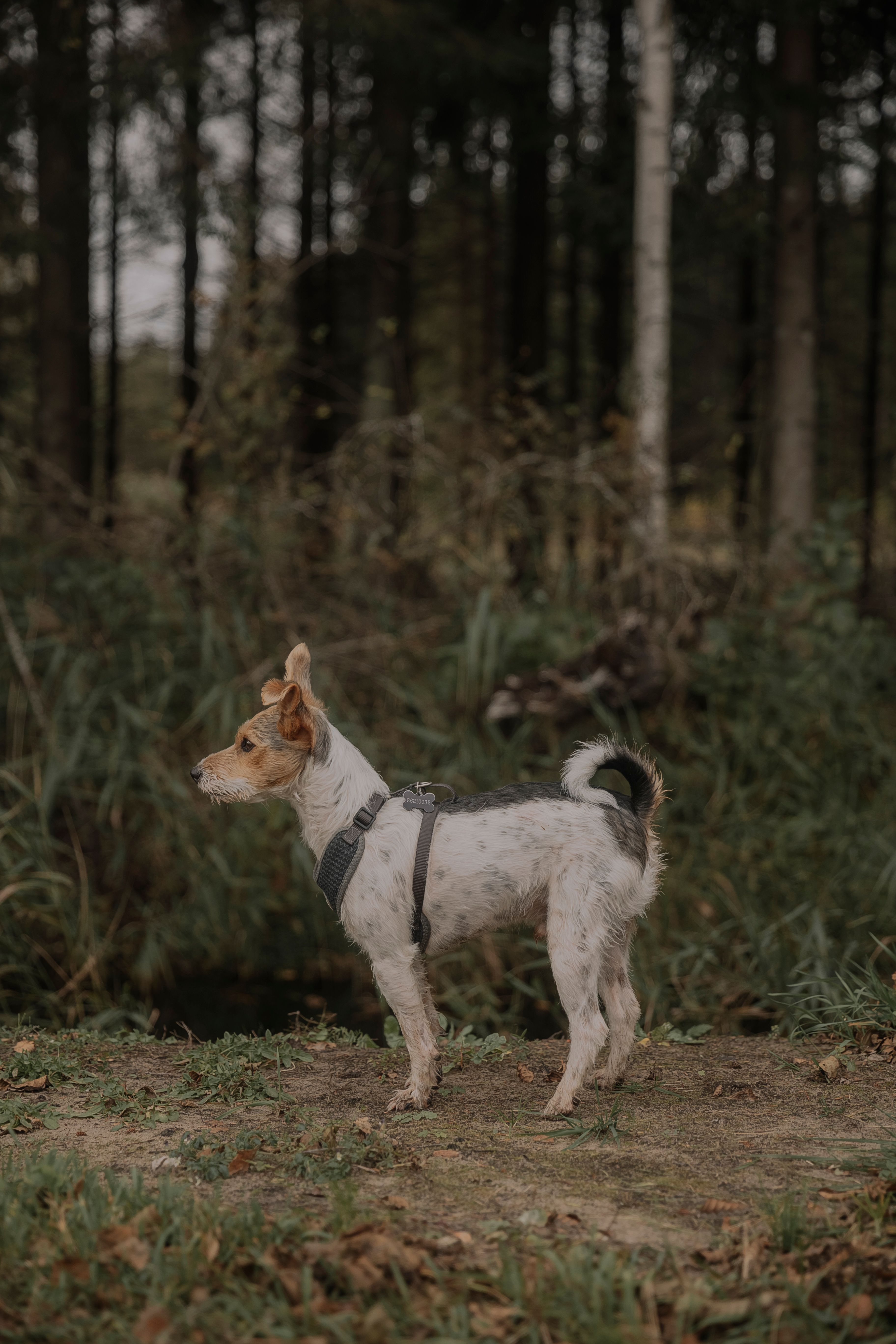 Pets$ Photos, Download The BEST Free Pets$ Stock Photos & HD Images