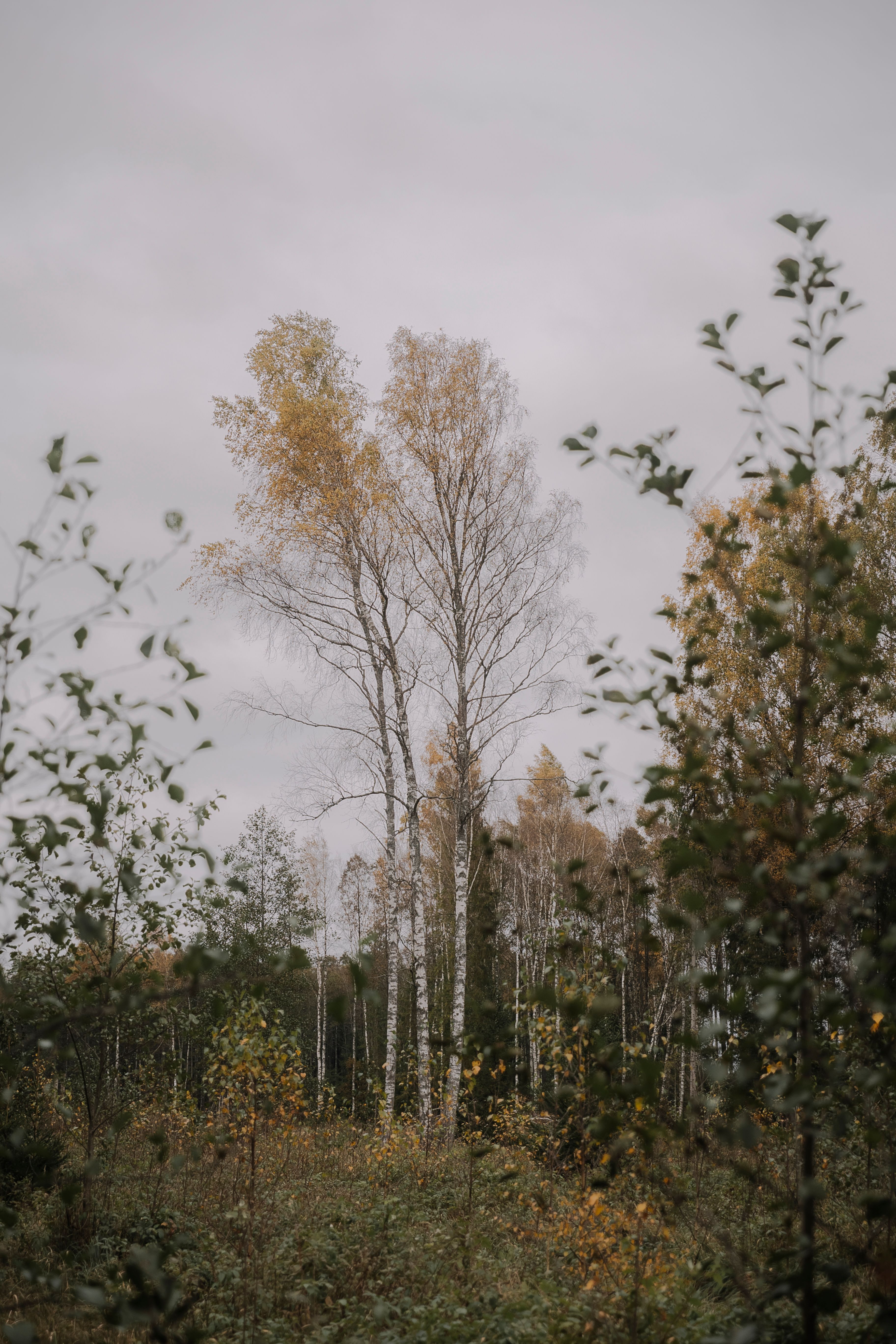 Trees Together in Forest · Free Stock Photo