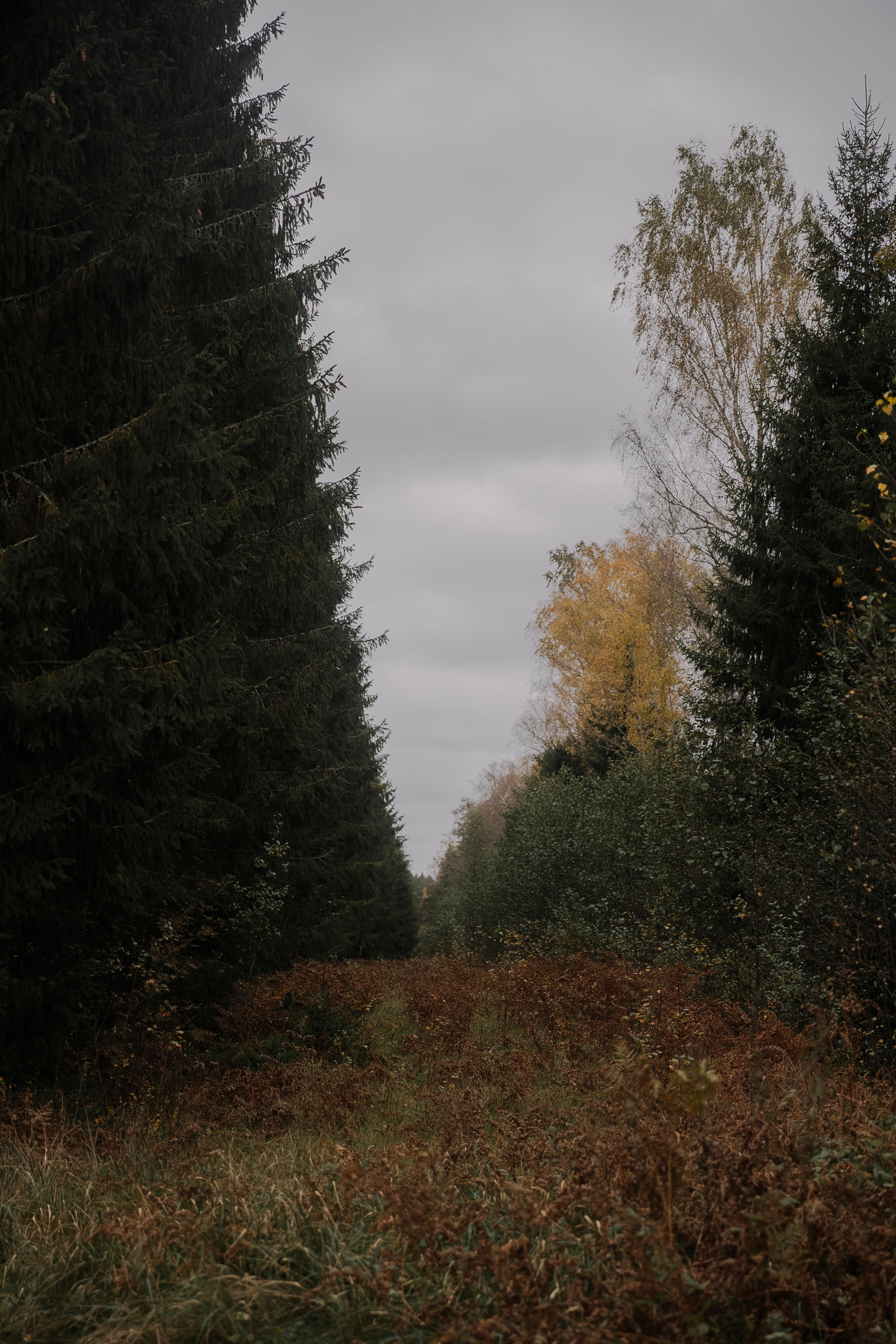 Grass in a Field by the Woods in Fall · Free Stock Photo