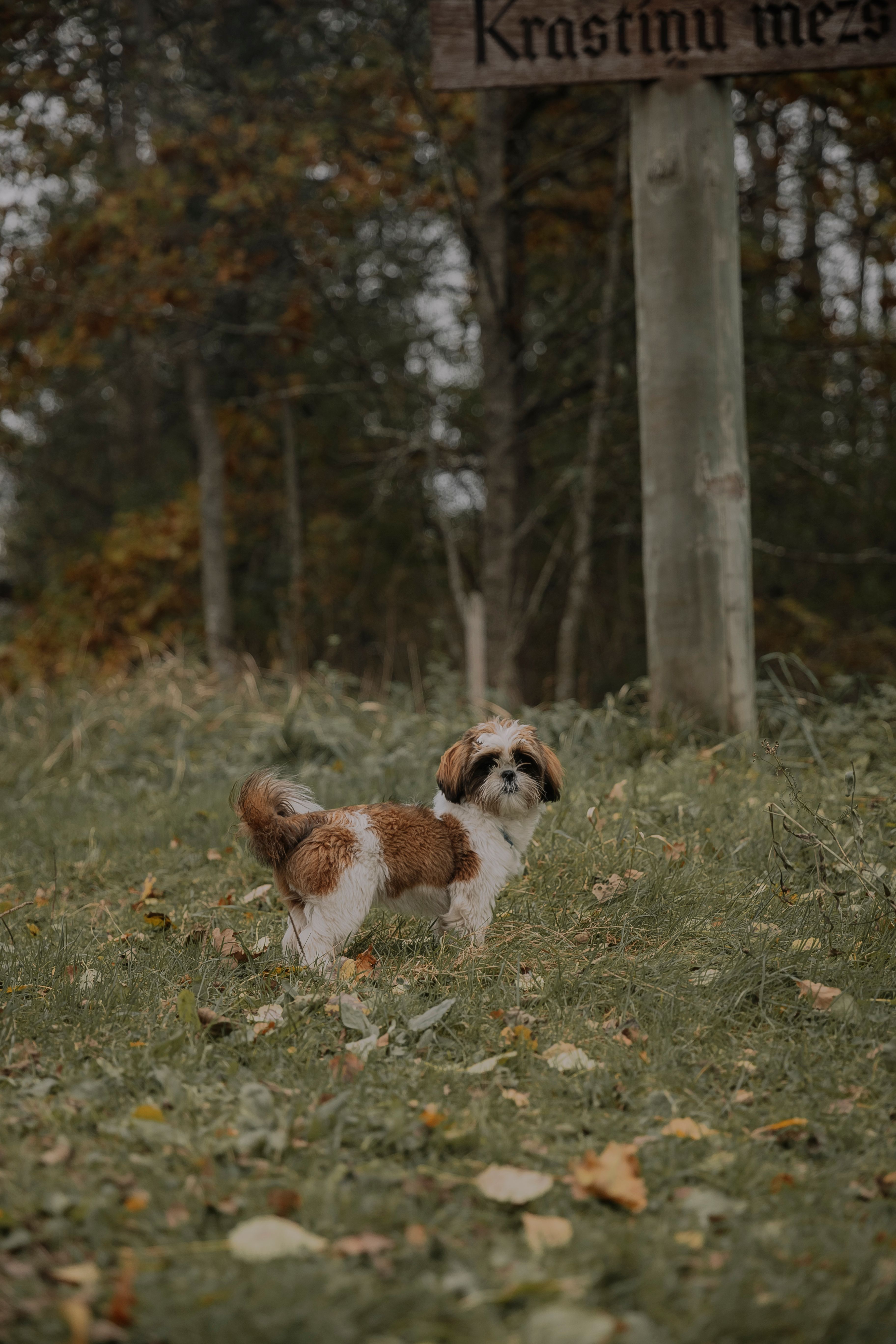 Small Dog Wallpaper Photos, Download The BEST Free Small Dog Wallpaper ...