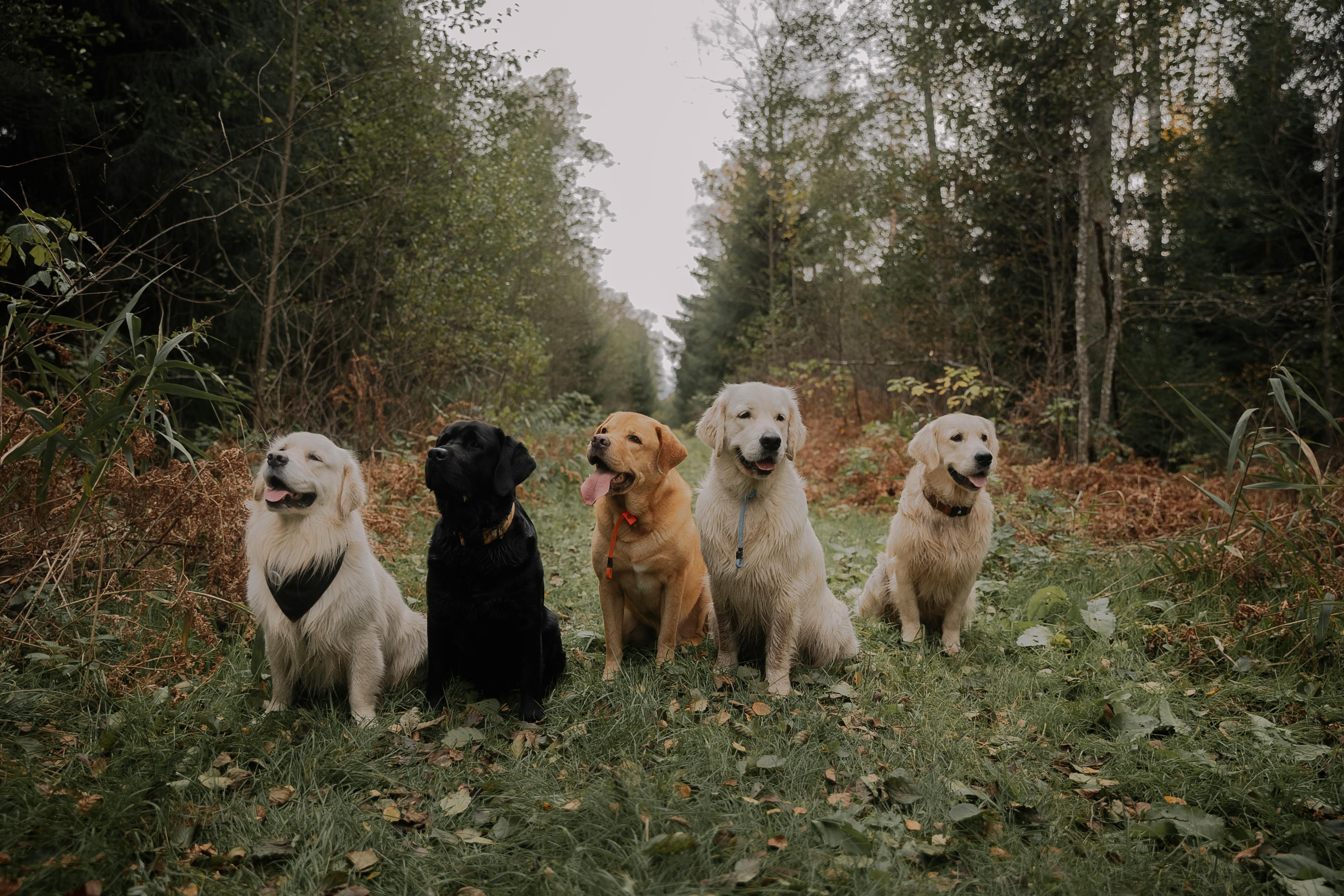 Golden Retrievers Photos, Download The BEST Free Golden Retrievers ...