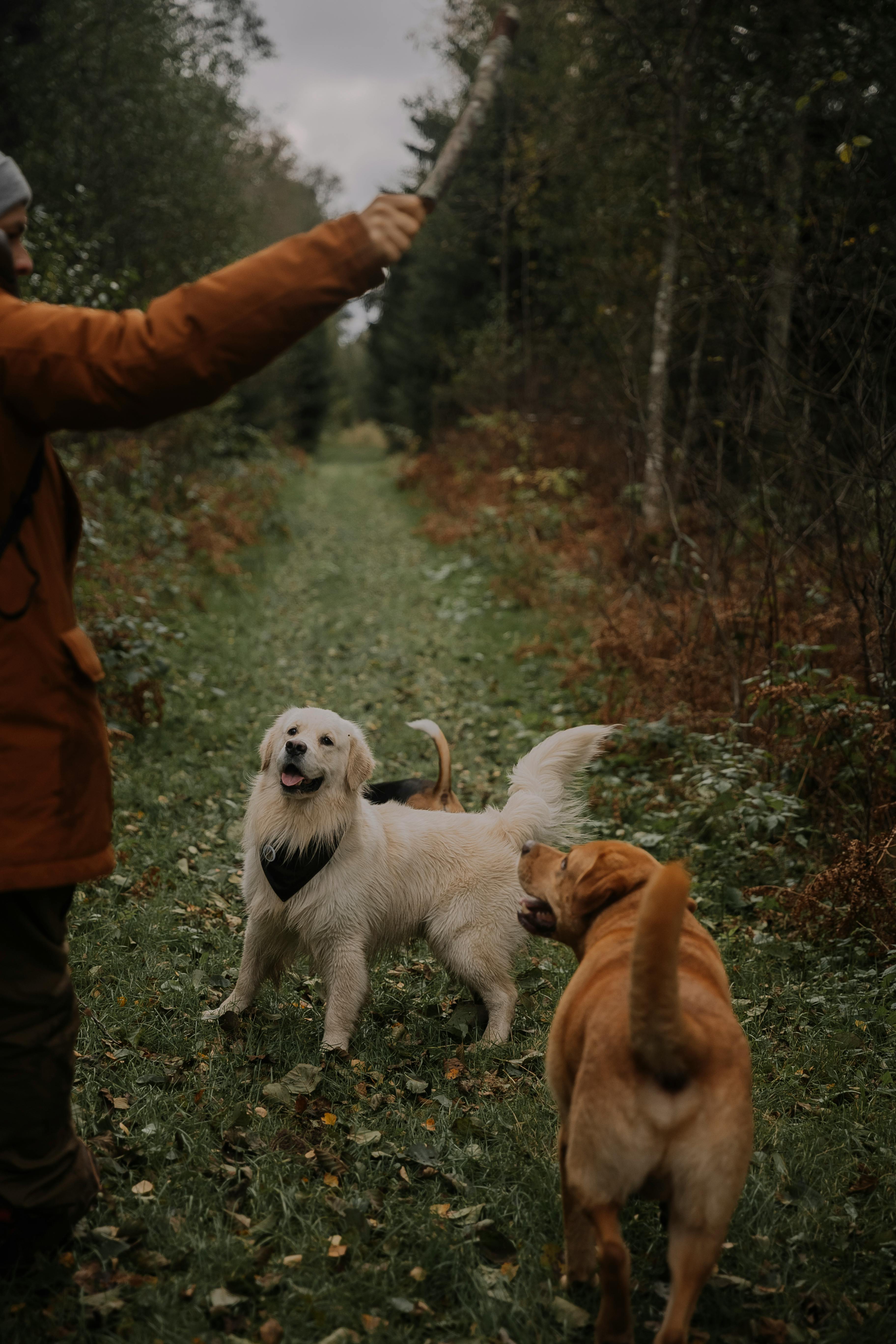 Dogs Sticks Photos, Download The BEST Free Dogs Sticks Stock Photos ...