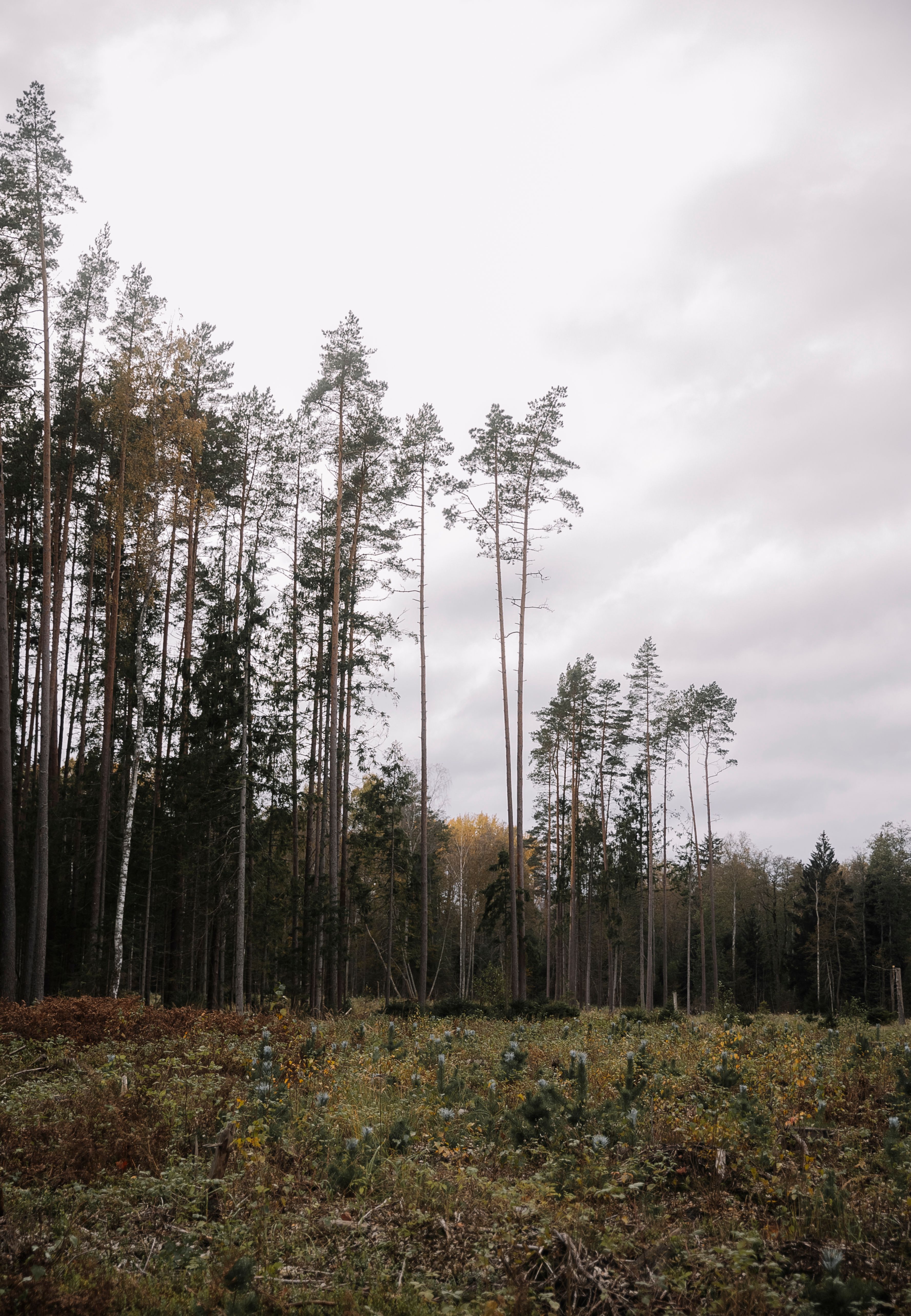 Tall Trees in Forest · Free Stock Photo