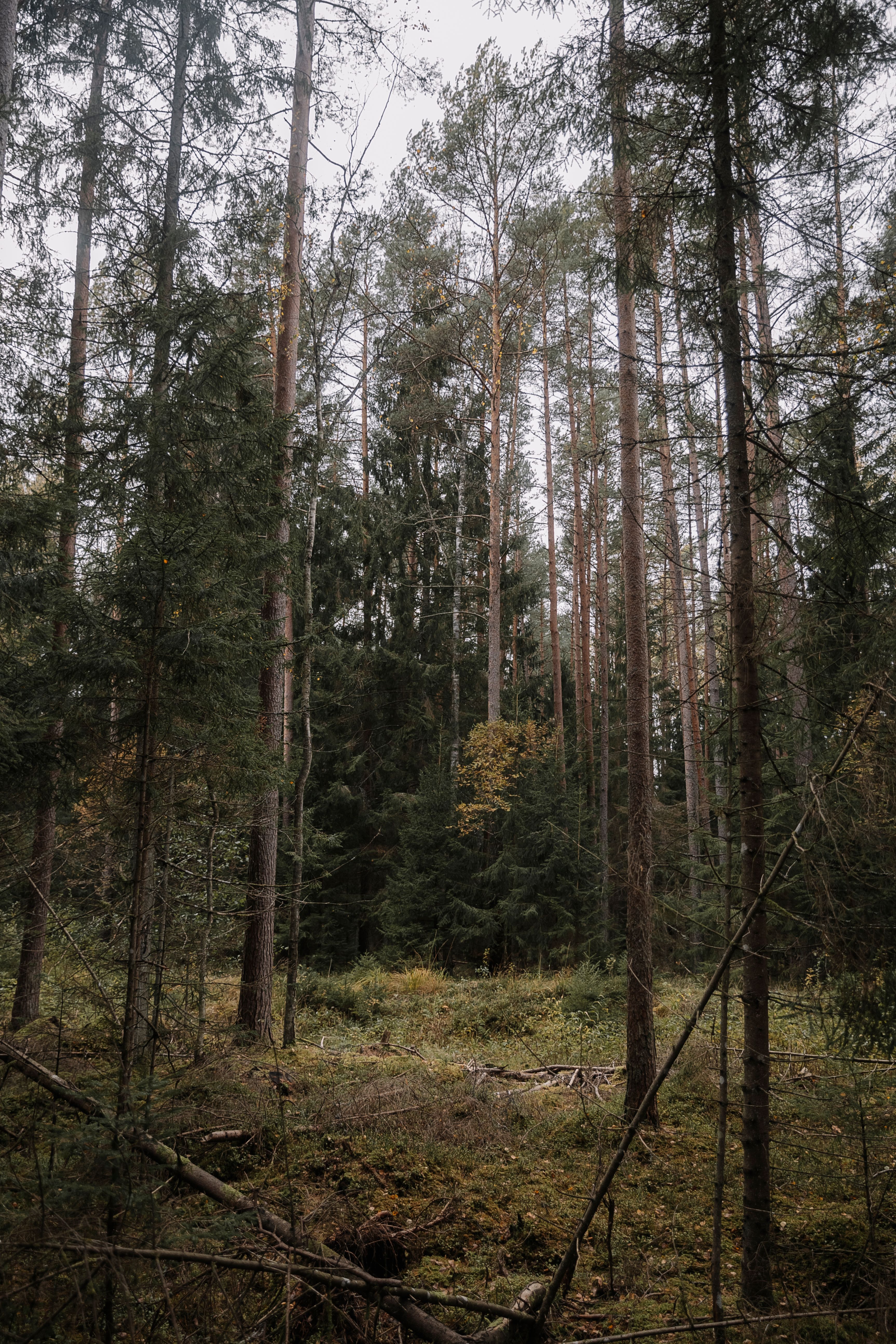 Clearing in the Woods · Free Stock Photo